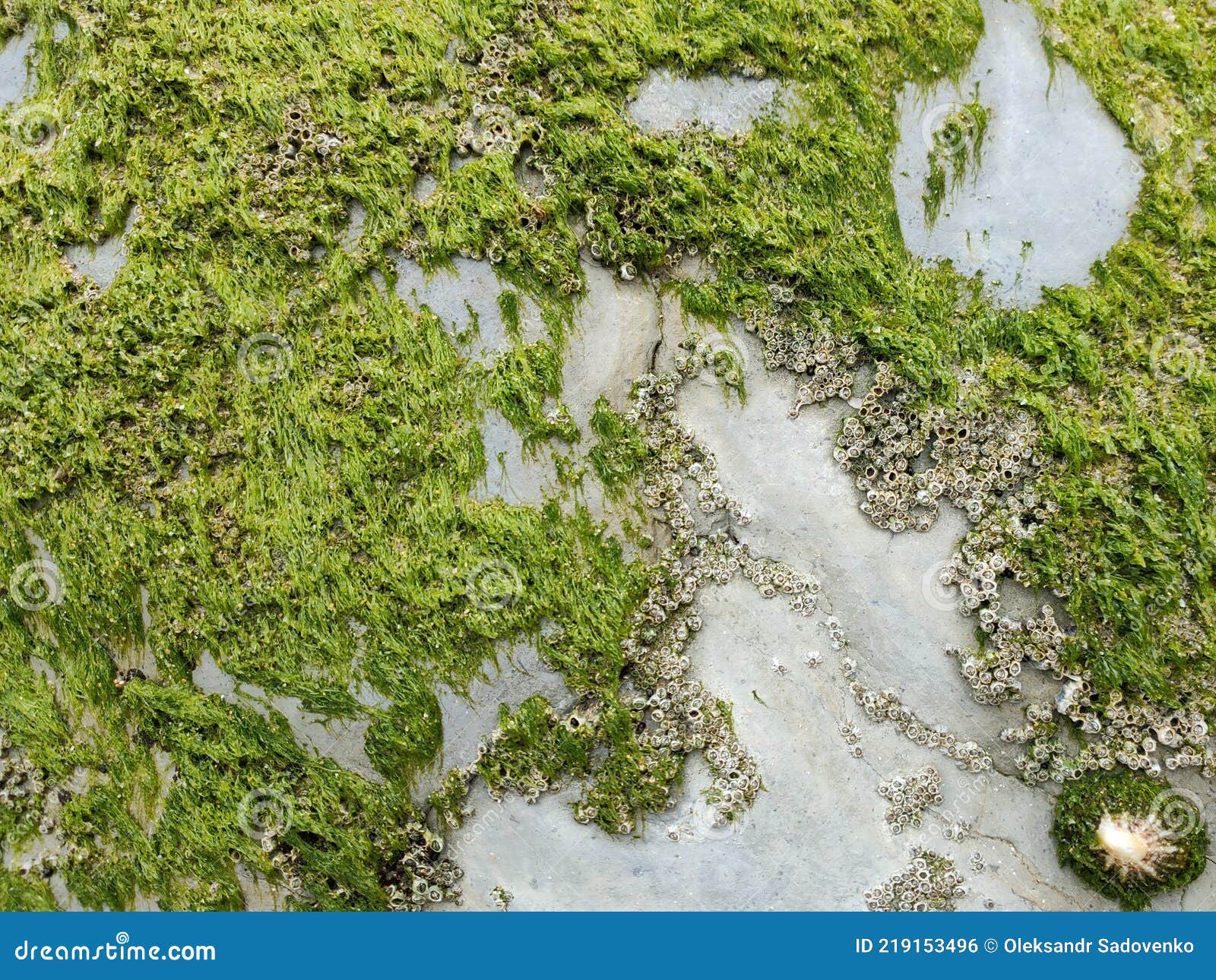 A Stone Wall Covered with Algae with a Shell on it Stock Photo - Image ...
