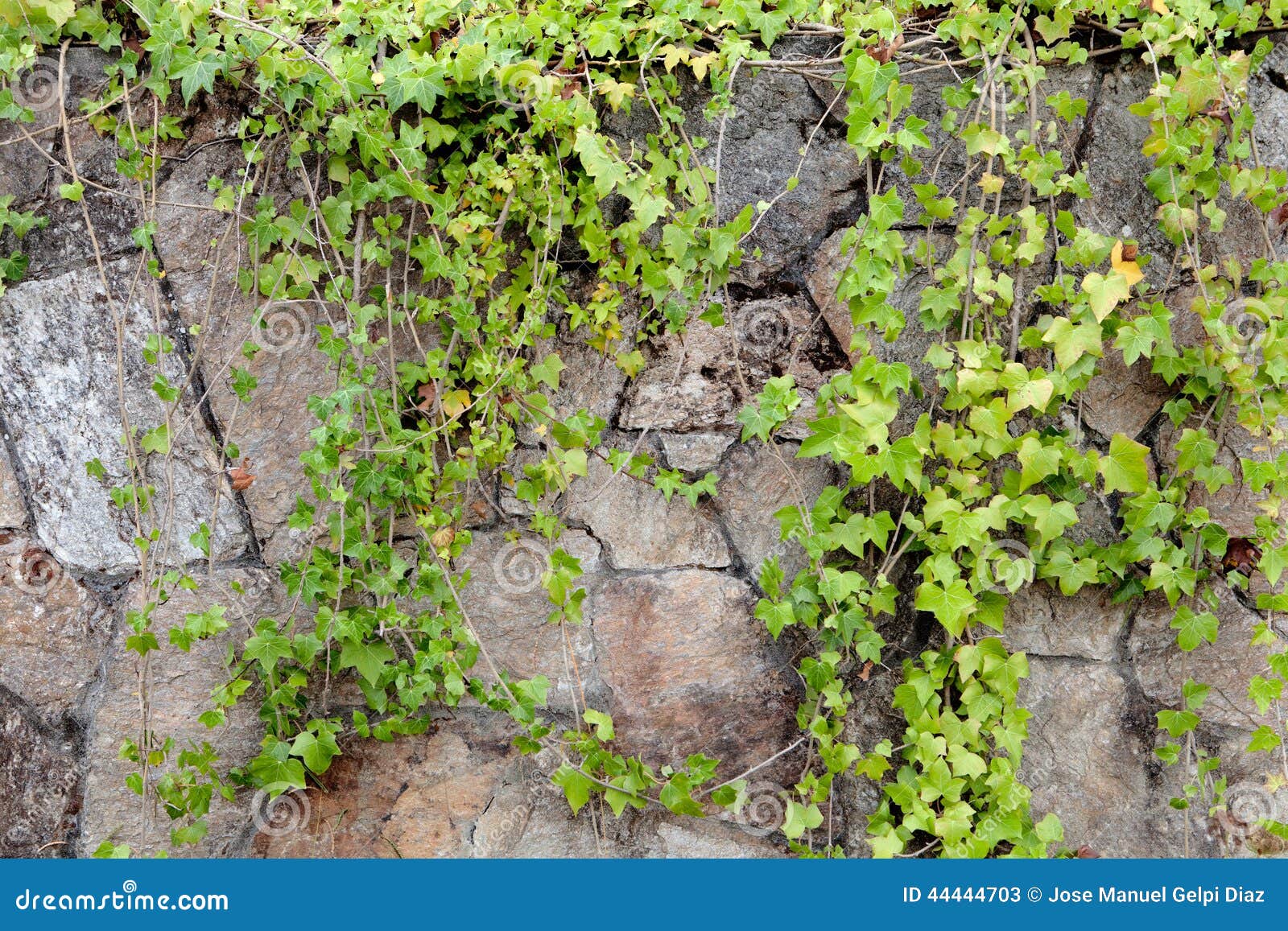 Stone Wall Covered with Climbing Plants Stock Image - Image of fresh ...