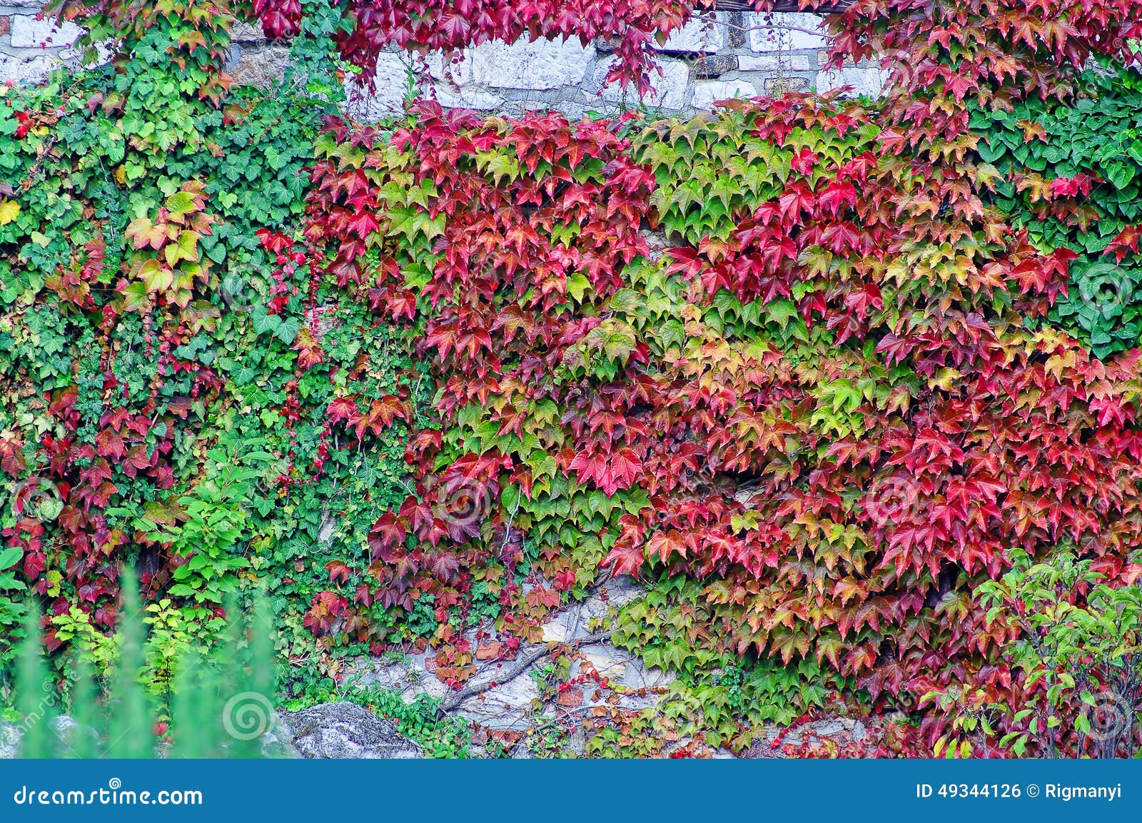 Stone Wall Covered in Colorful Ivy Stock Photo - Image of colors ...