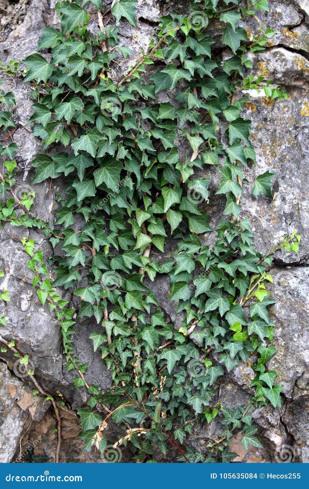 Stone Wall Covered with Crawler Plant Stock Photo - Image of wall ...