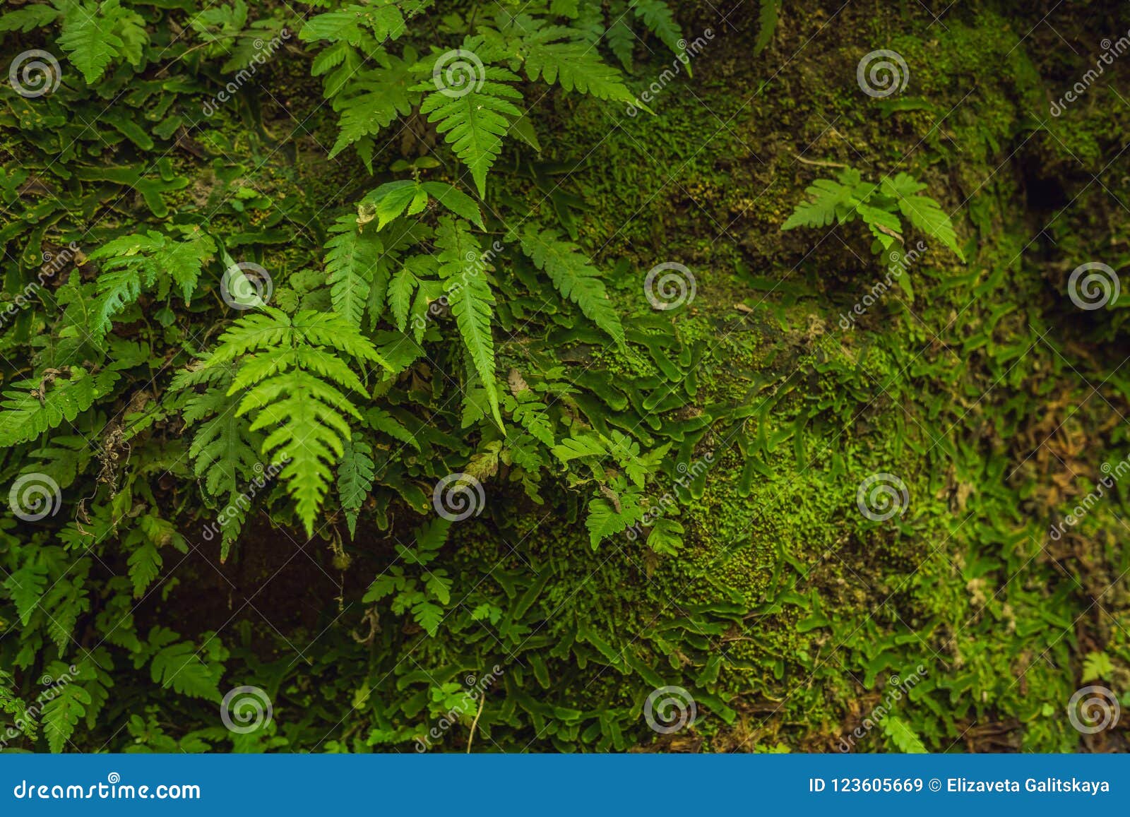 Old Wall & Ferns Royalty-Free Stock Photo | CartoonDealer.com #6916347