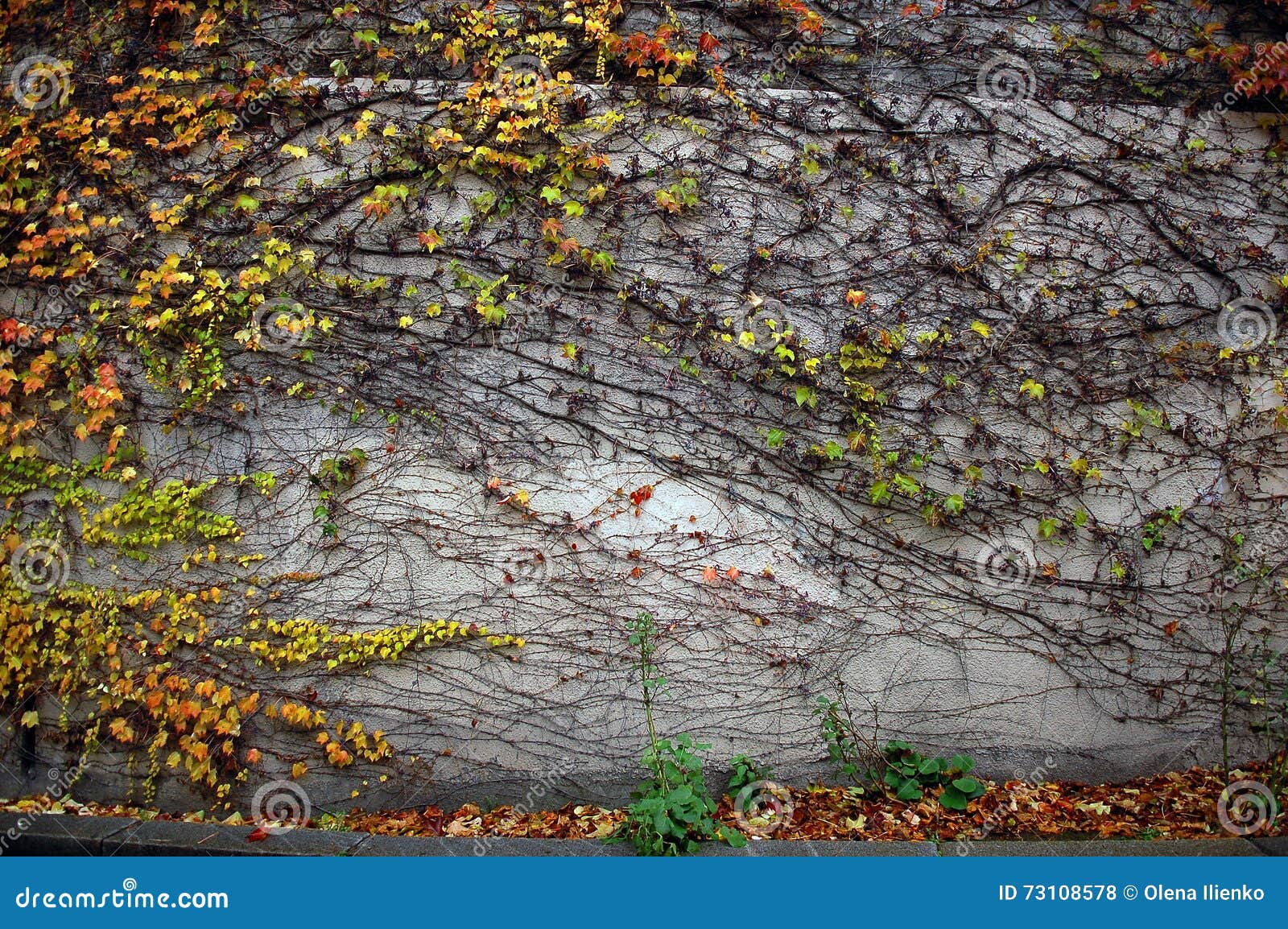 Stone Wall Covered with Vine Texture Stock Photo - Image of material ...