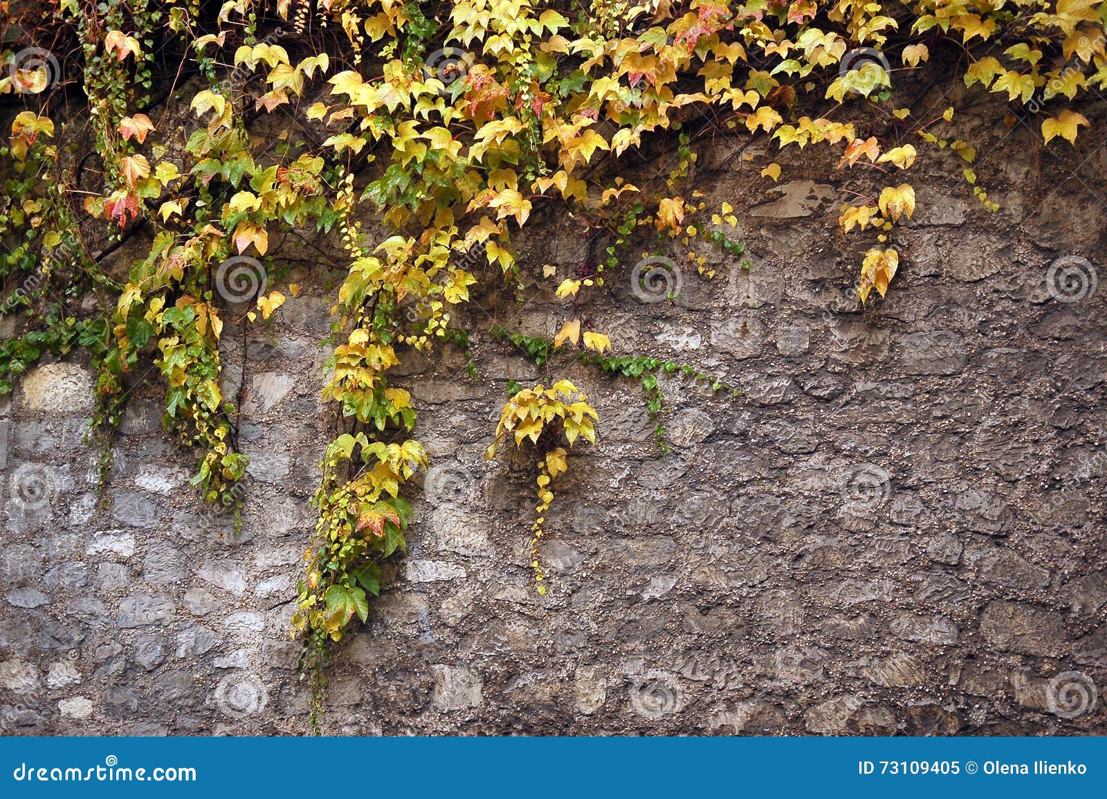 Stone Wall Covered with Vine Texture Stock Image - Image of grass ...