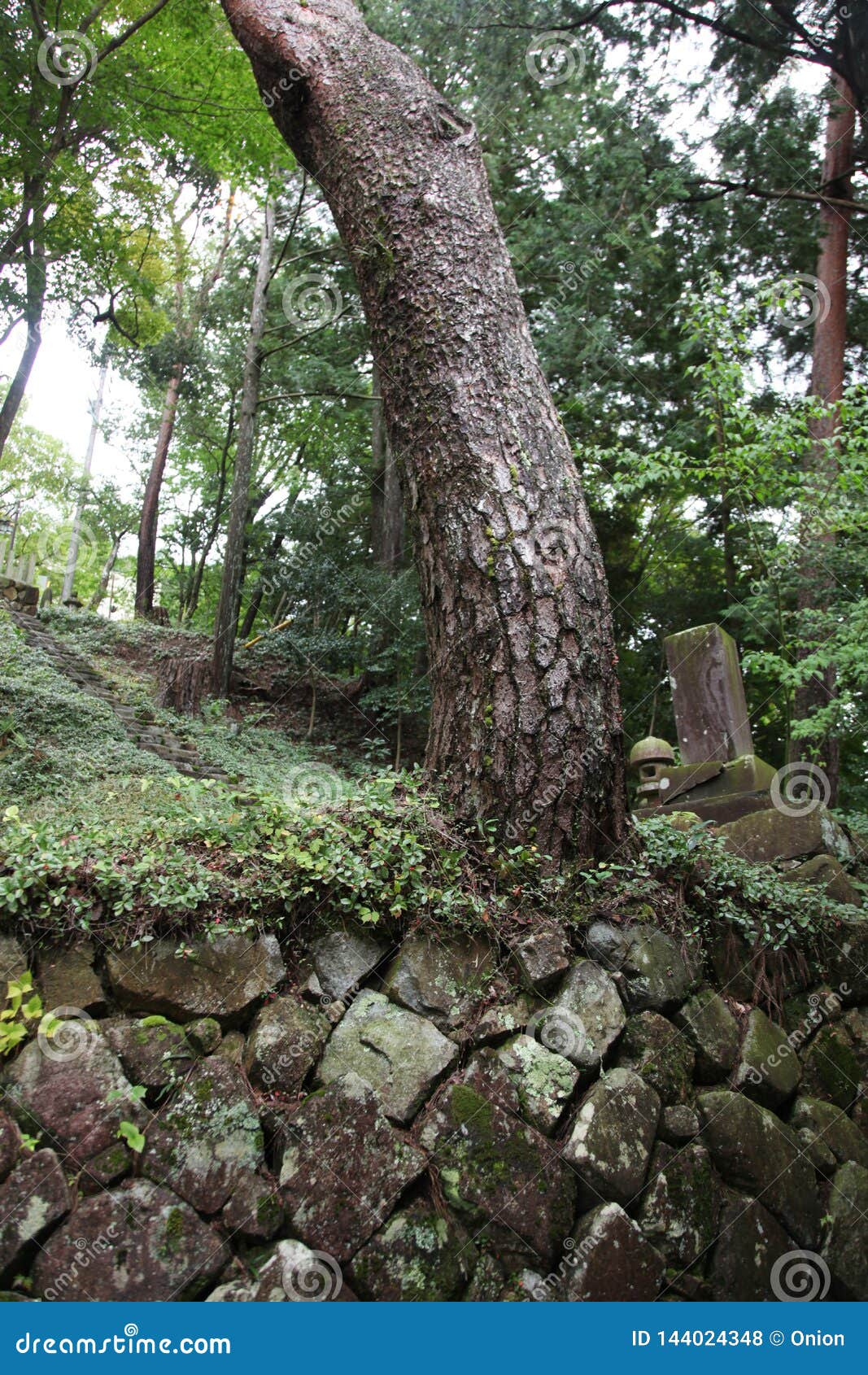 Stone Wall with Different Sized Stones with a Tree on Top Stock Photo ...
