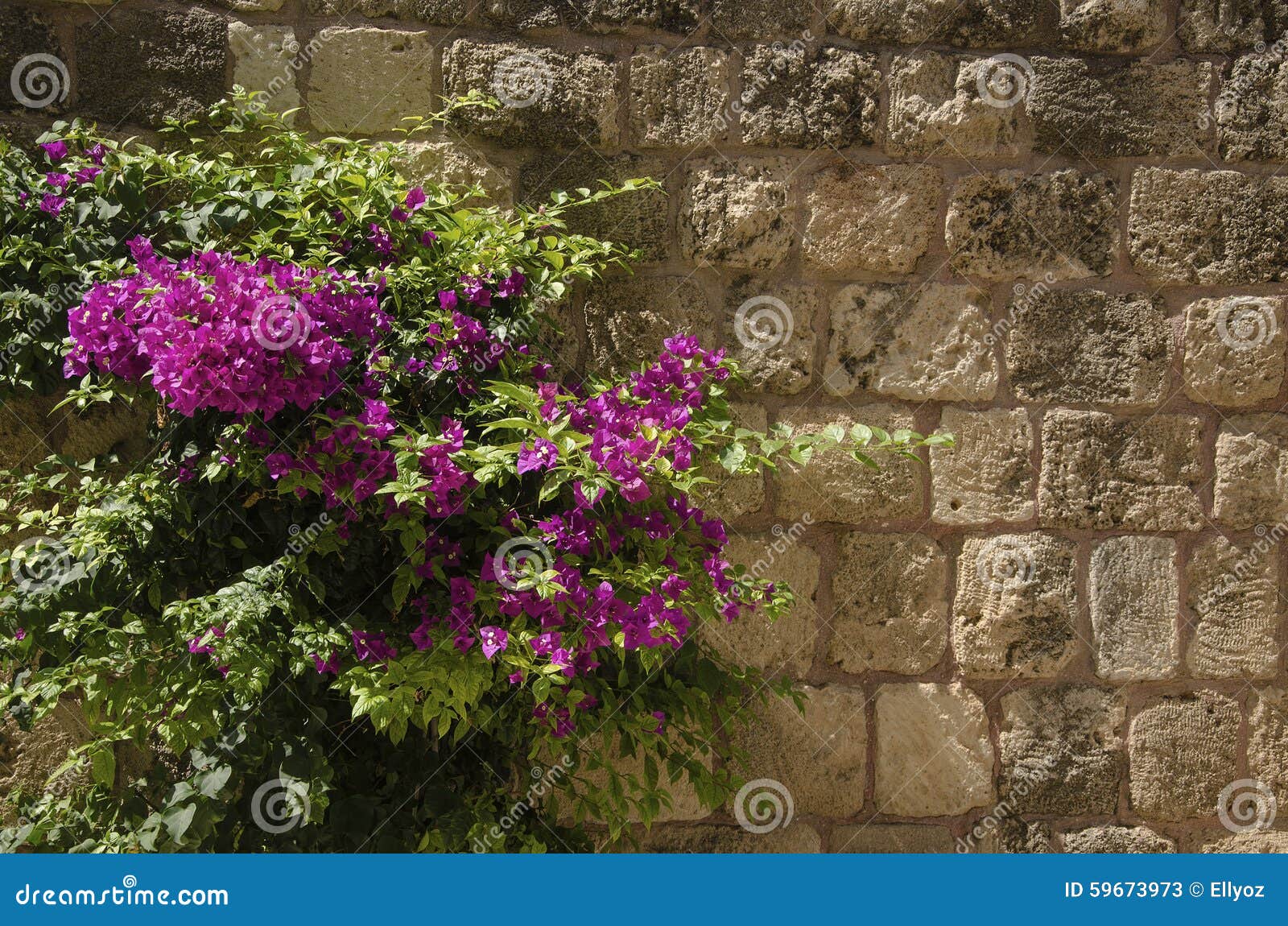 Stone wall with flowers stock image. Image of obsolete - 59673973