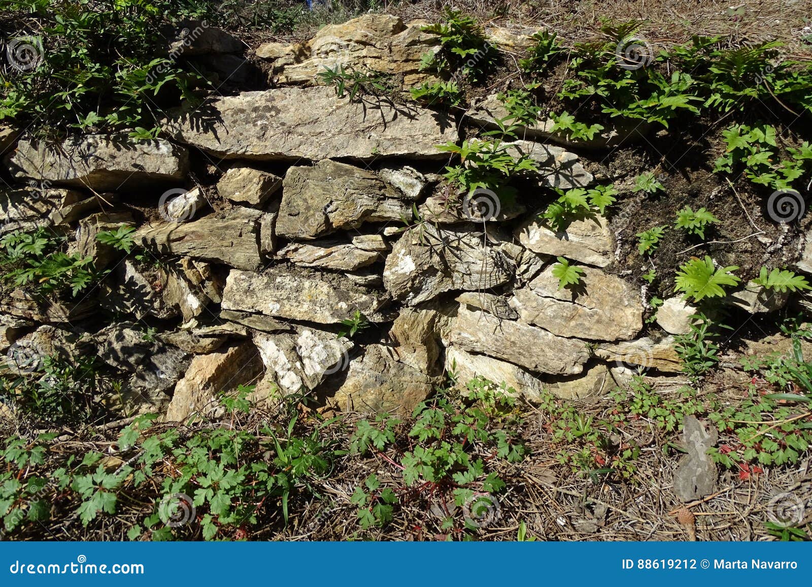 Stone wall in a forest stock photo. Image of nature, spring - 88619212