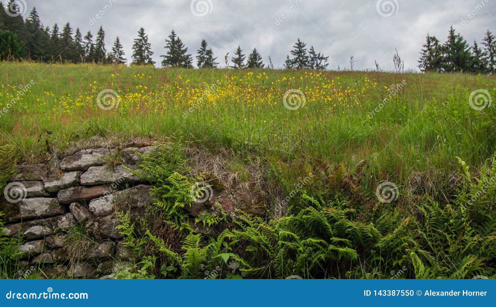 Stone Wall in Front of Forest Stock Photo - Image of background, hill ...