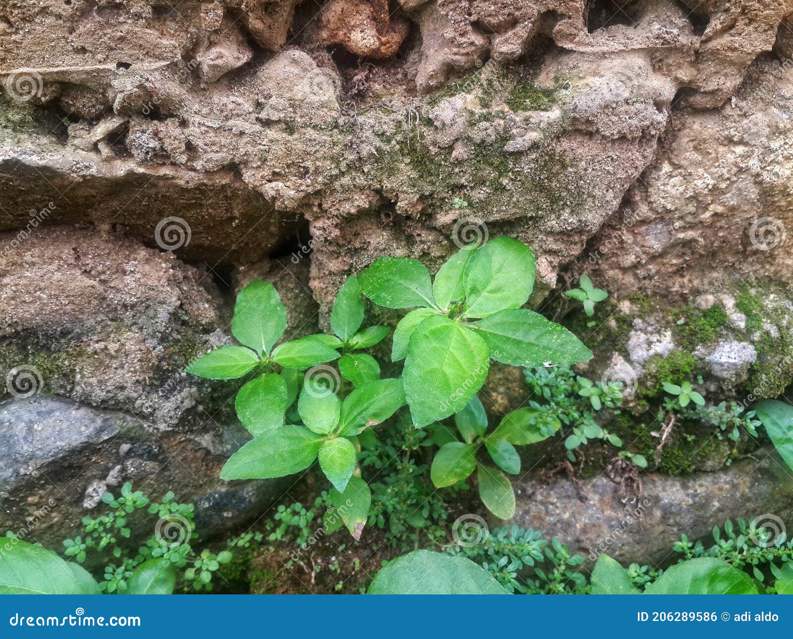 Stone Wall in Front of Greenery 2 Stock Photo - Image of front, wall ...