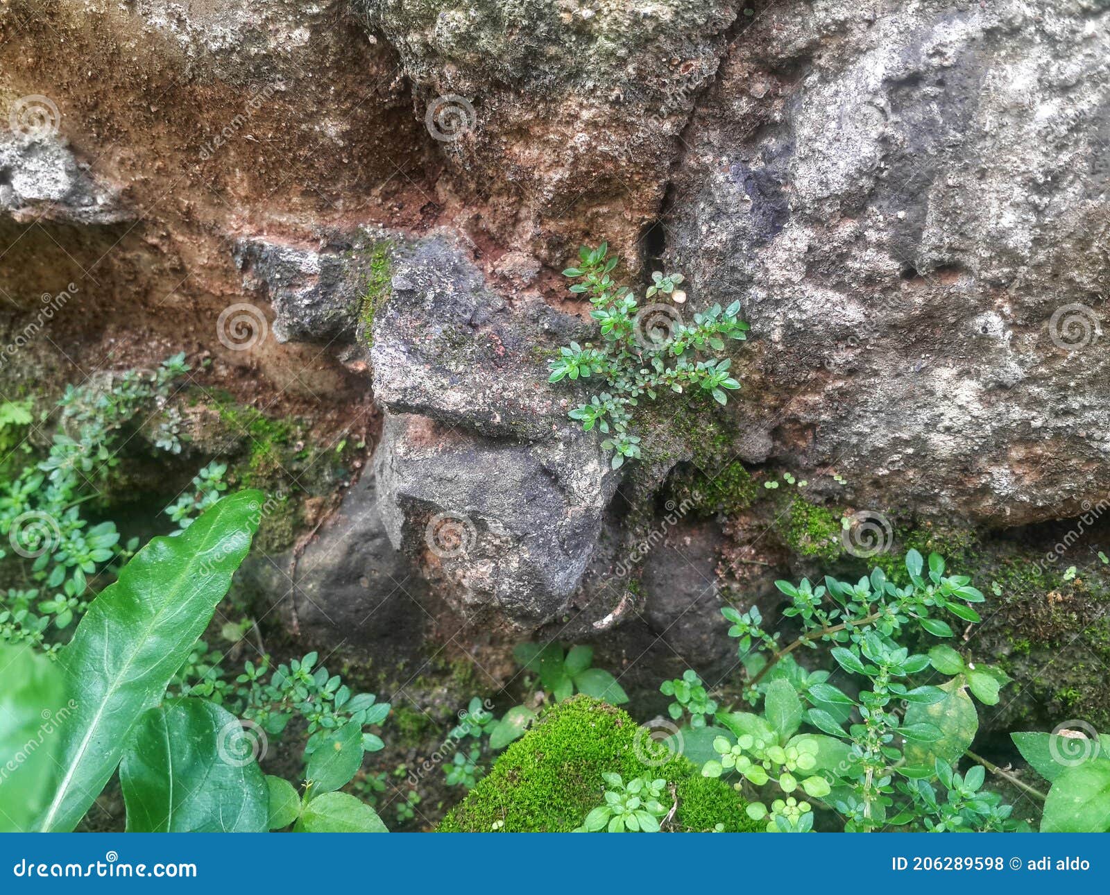 Stone Wall in Front of Greenery 3 Stock Photo - Image of texture, stone ...