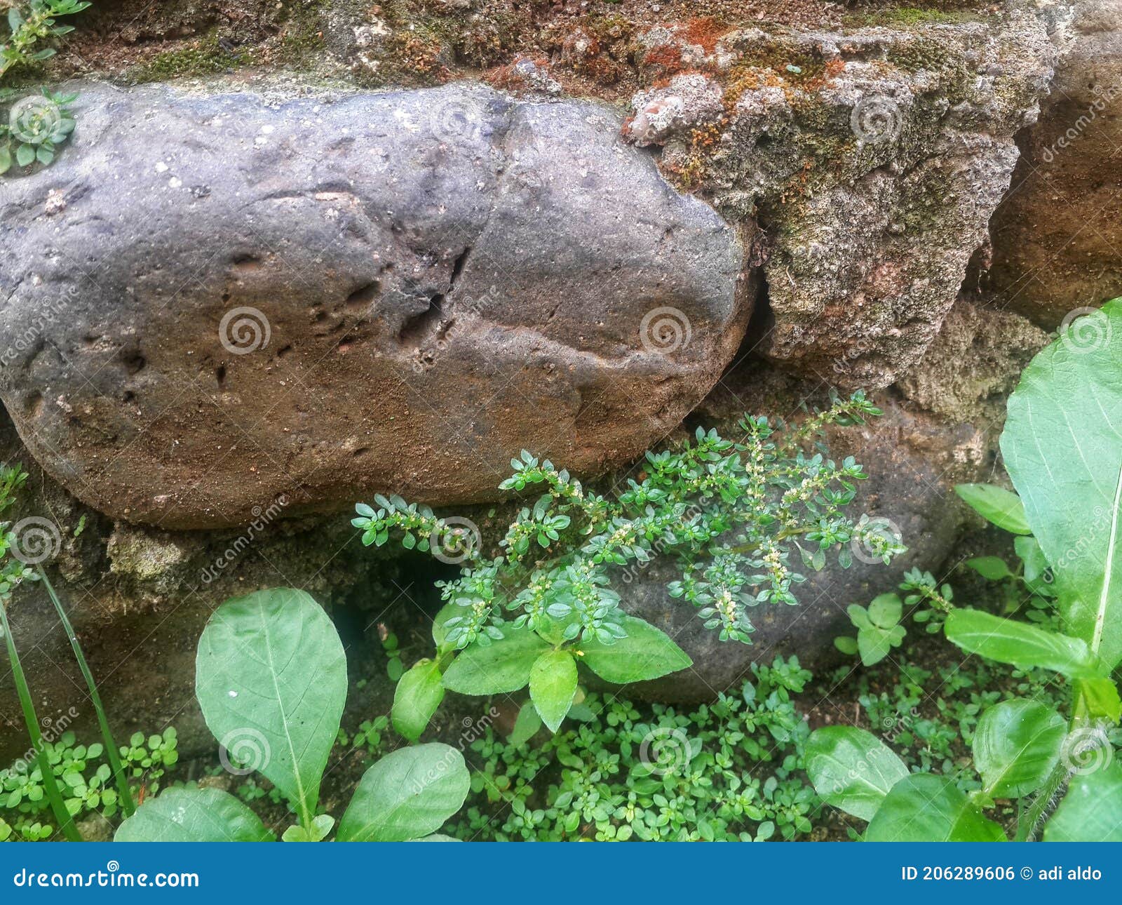 Stone Wall in Front of Greenery 4 Stock Photo - Image of front, wall ...