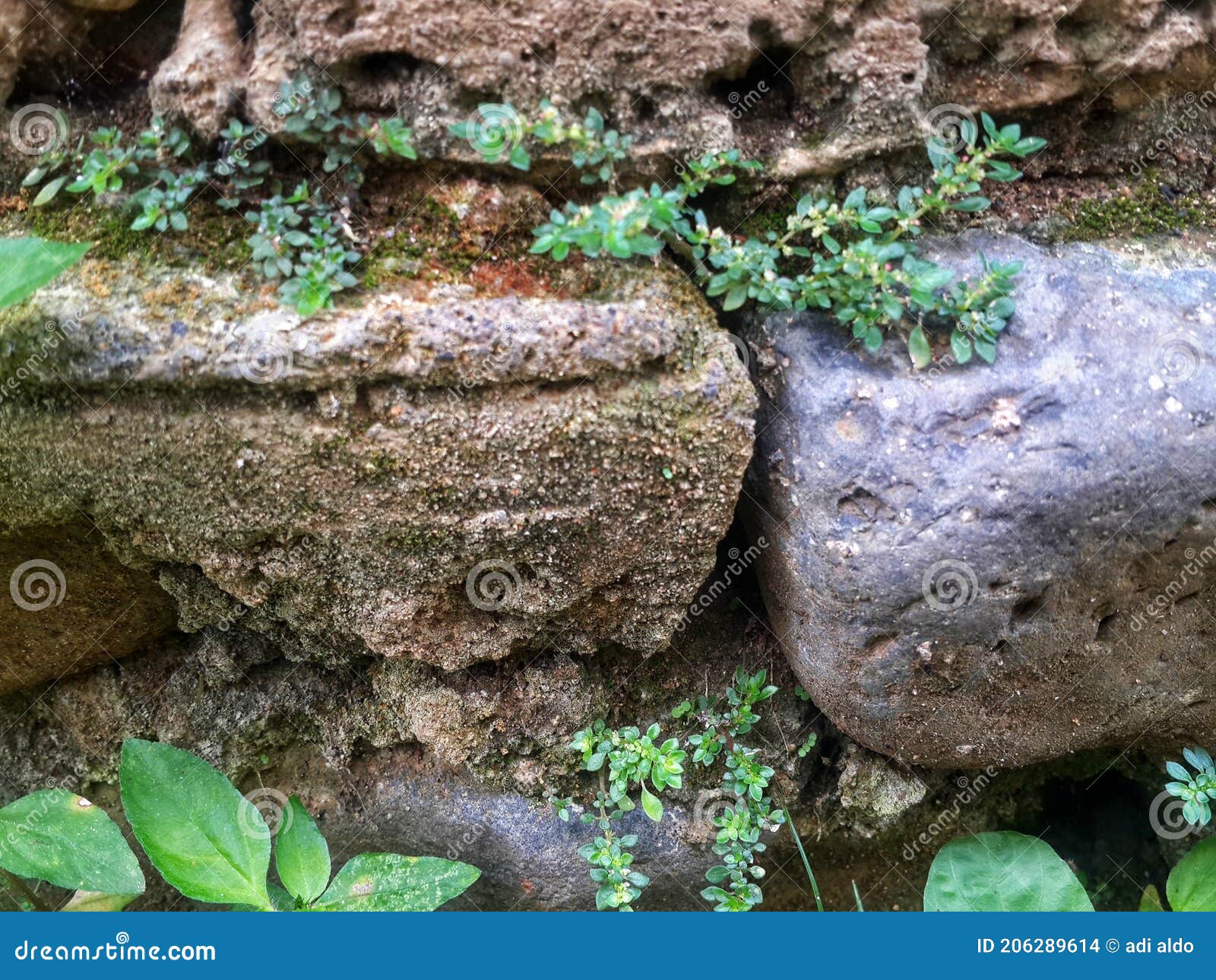 Stone Wall in Front of Greenery 5 Stock Photo - Image of abstract ...