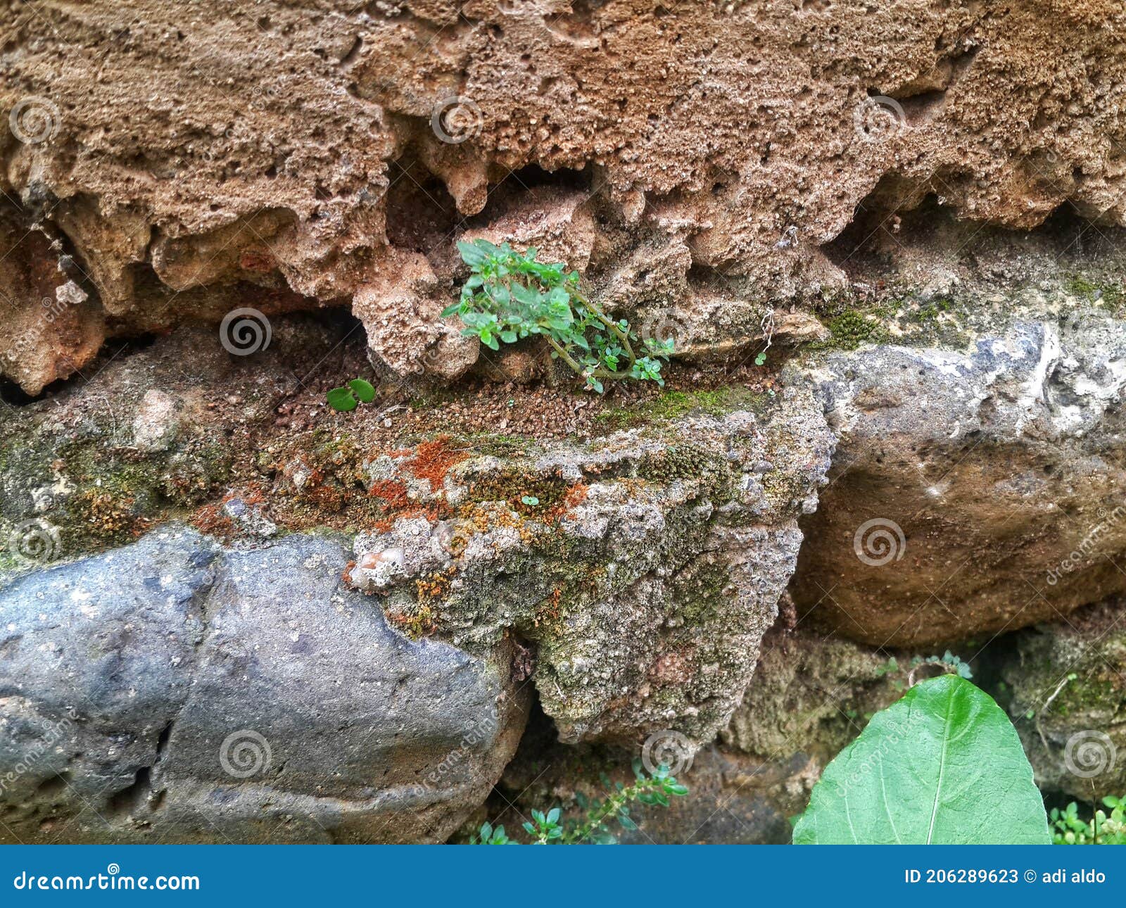 Stone Wall in Front of Greenery Stock Image - Image of stone, wall ...
