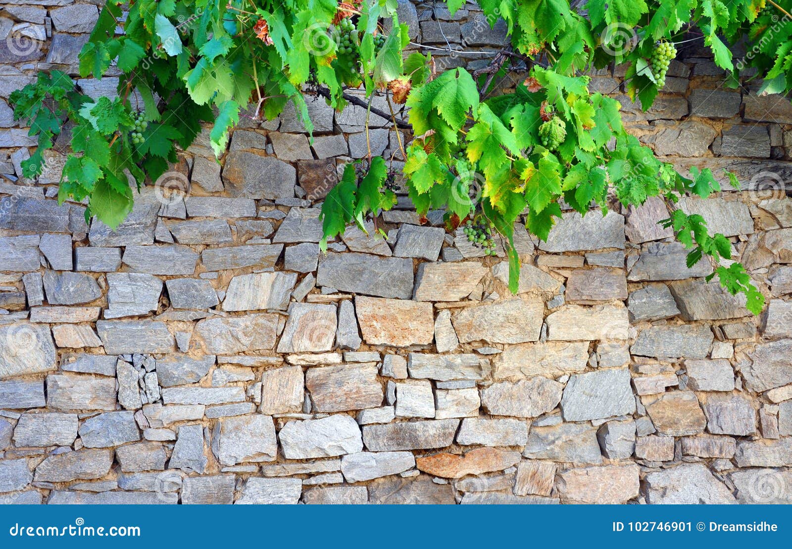 Stone Wall with Grape Growing on it Stock Image - Image of abstract ...