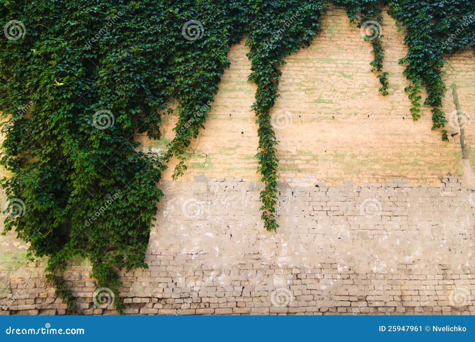 Stone wall with grapevine stock image. Image of natural - 25947961