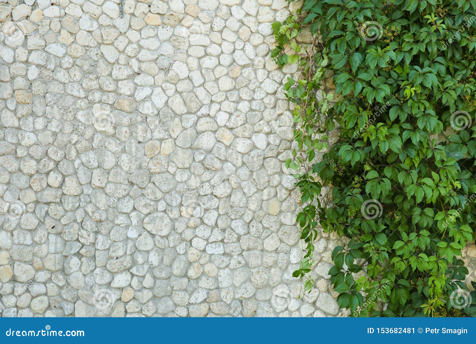 Stone Wall with Grapevine on the Side Stock Image - Image of climbing ...