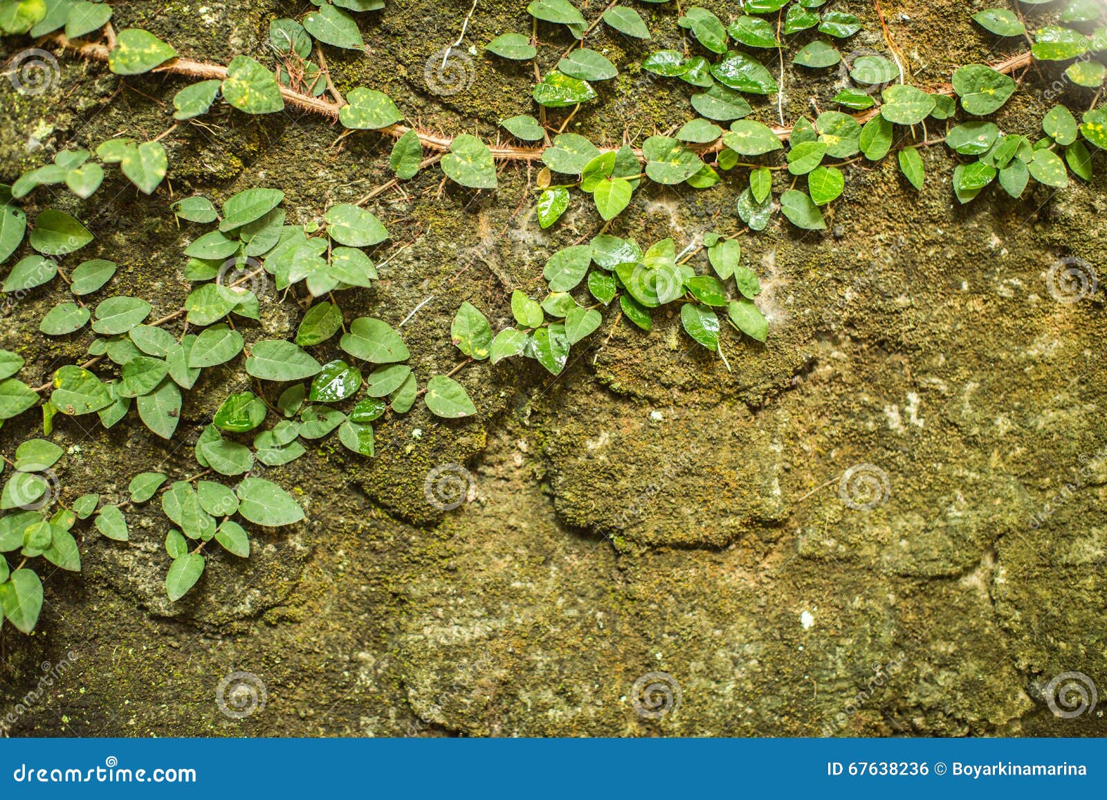 Stone Wall with Greenery. Texture Stock Photo - Image of brick ...