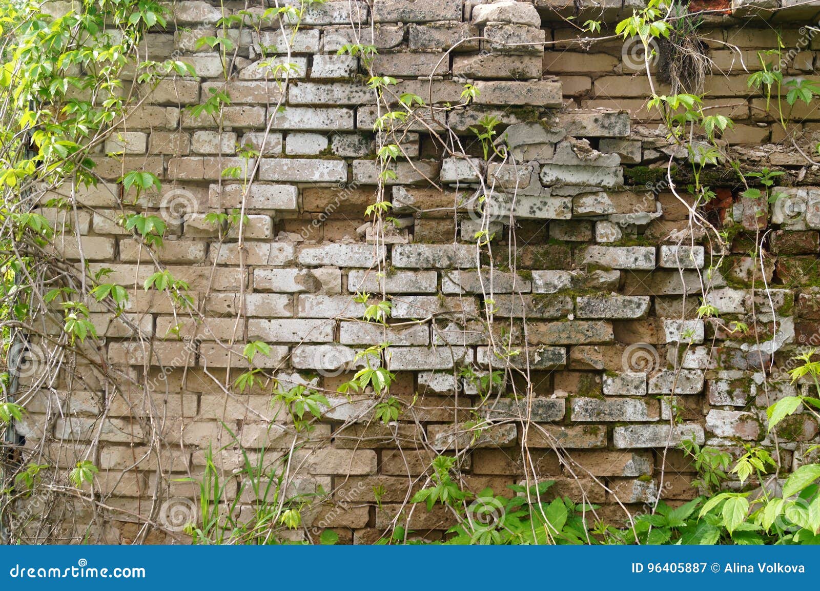 Stone Wall with Greenery. Texture of Nature. Background for Text ...
