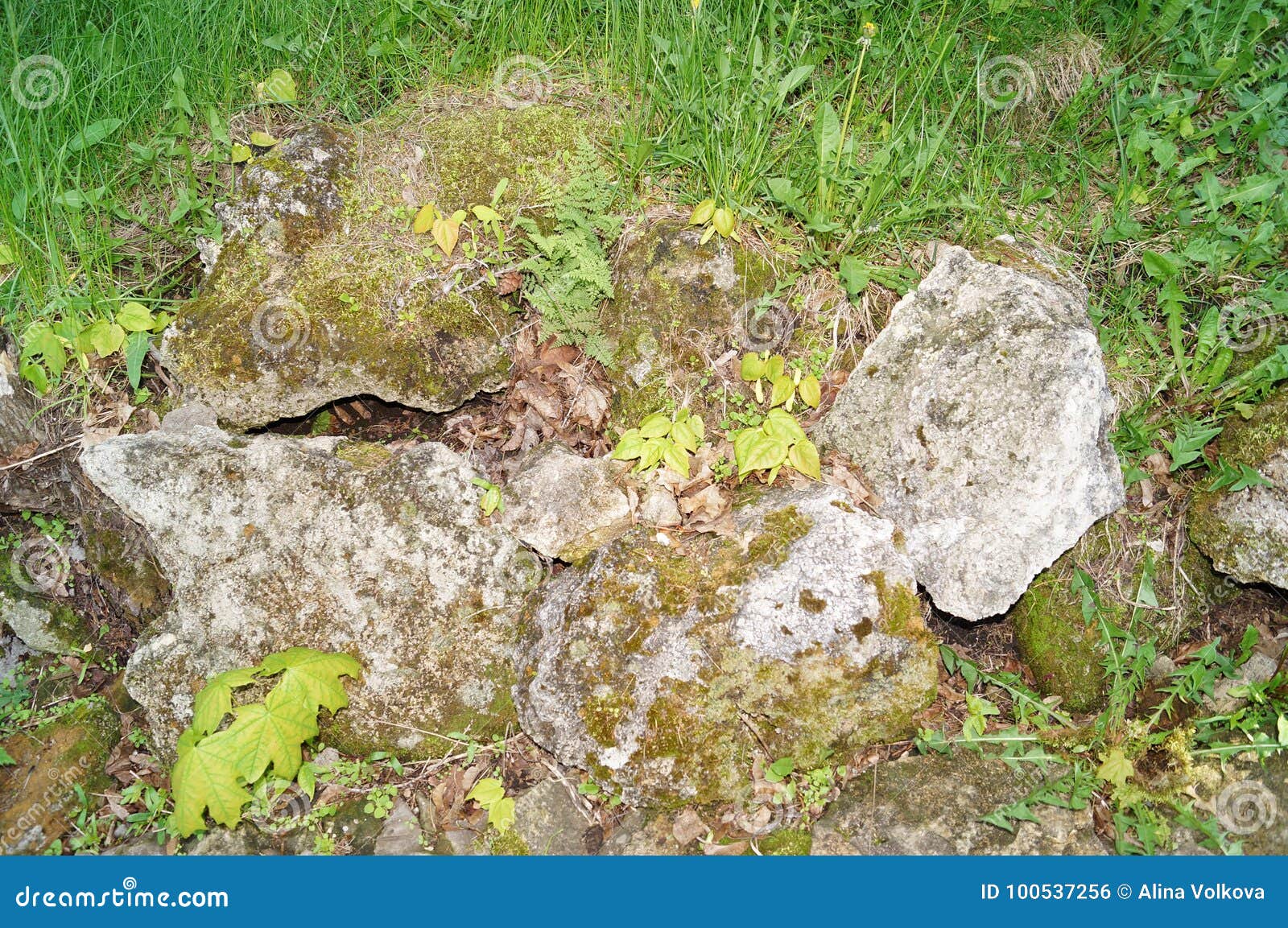 Stone Wall with Greenery. Texture of Nature. Background for Text ...