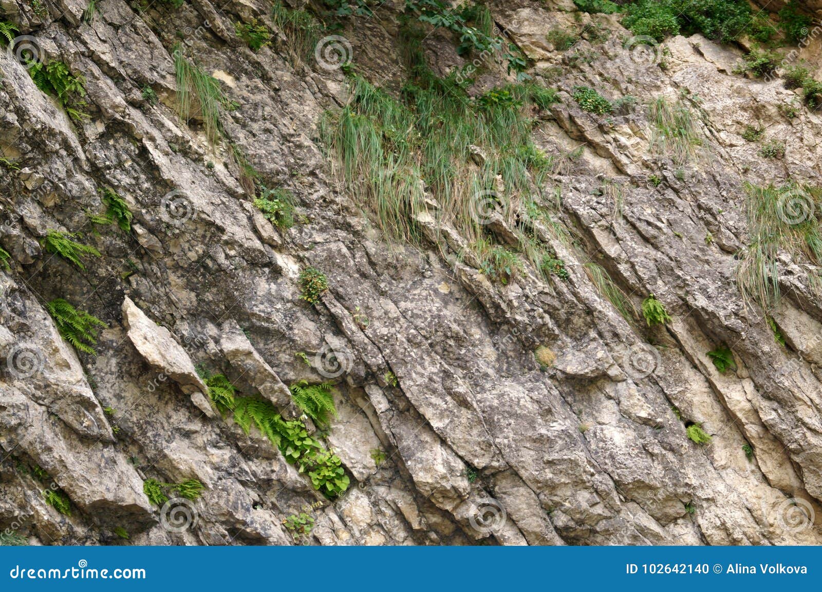 Stone Wall with Greenery. Texture of Nature. Background for Text ...