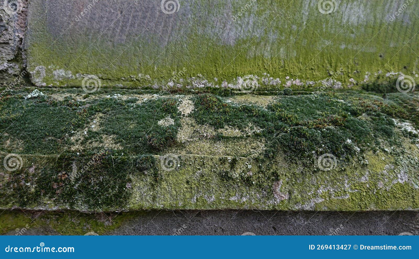 Stone Wall Humidity Moss stock image. Image of stone - 269413427