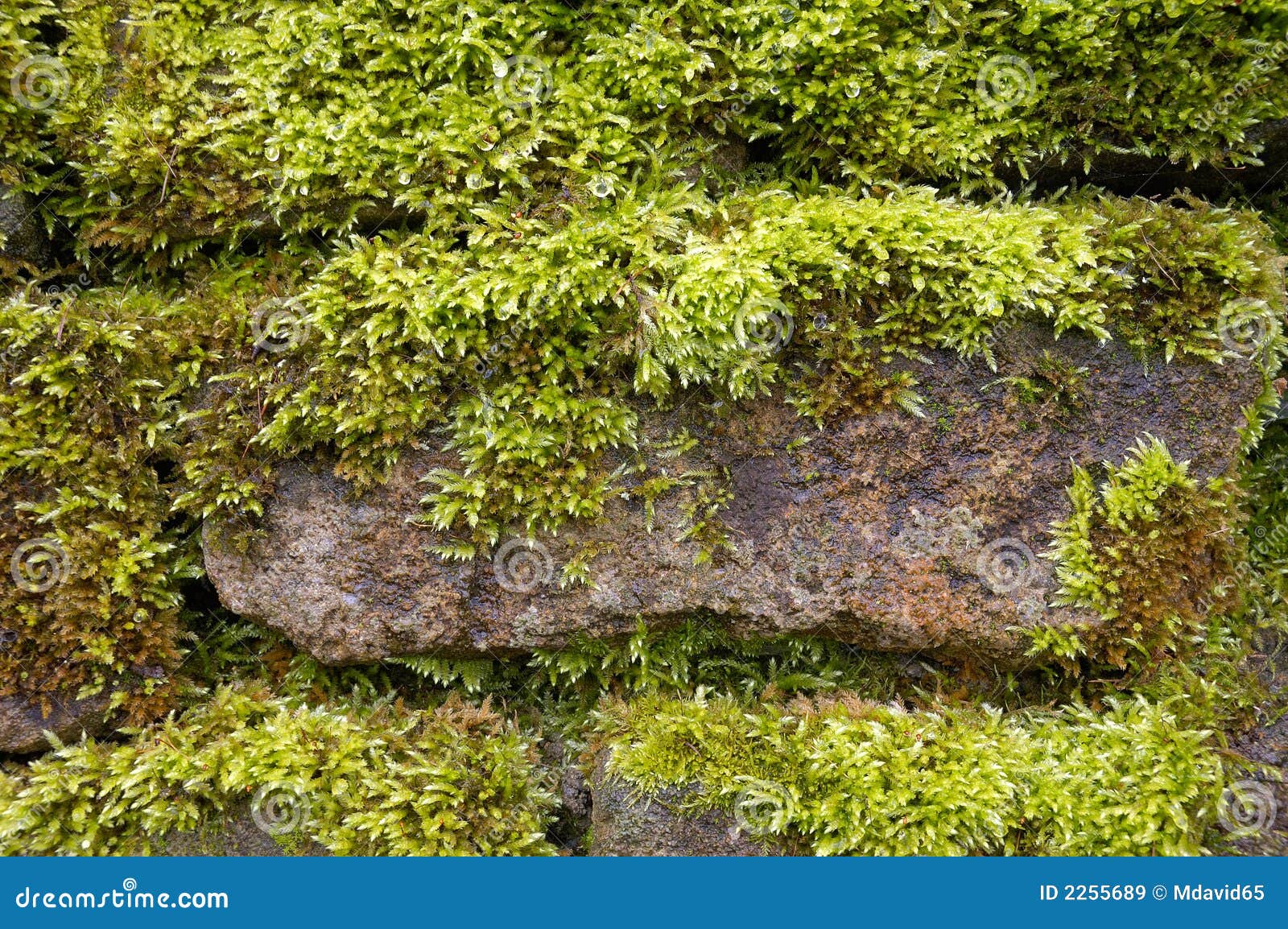 Stone wall with moss stock image. Image of mossy, brown - 2255689