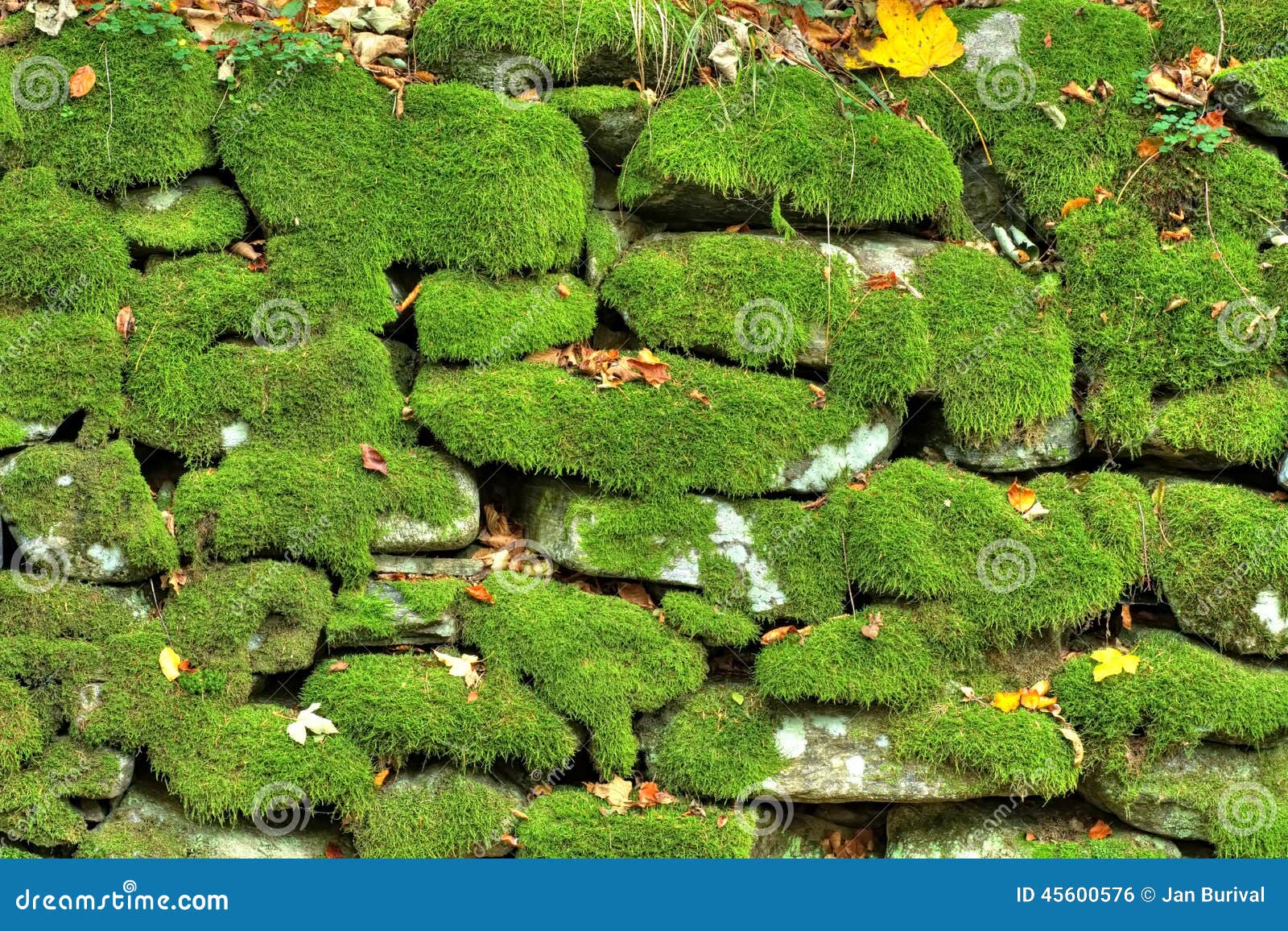 Stone wall with moss stock photo. Image of green, moss - 45600576