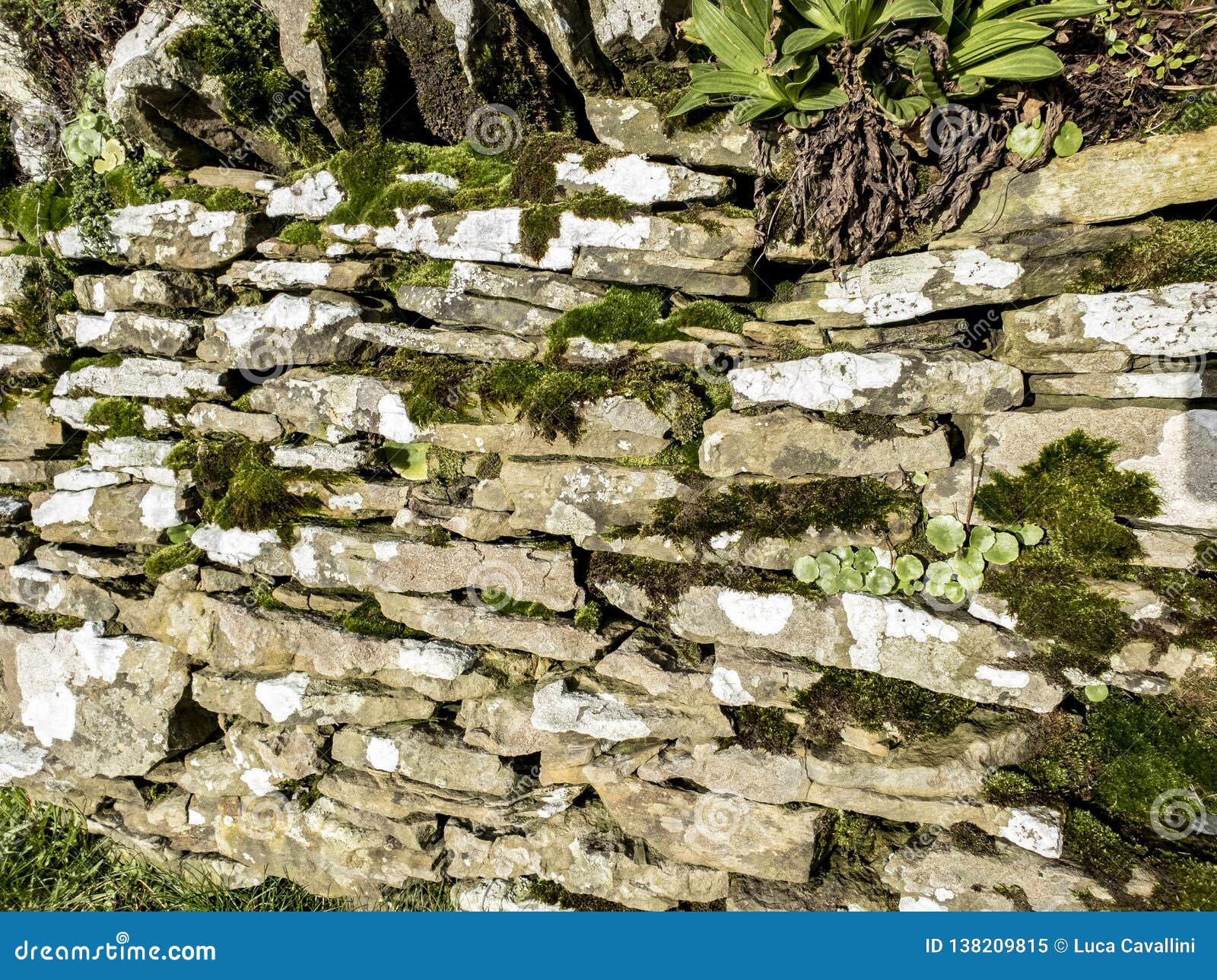 Stone wall with musk on it stock image. Image of construction - 138209815