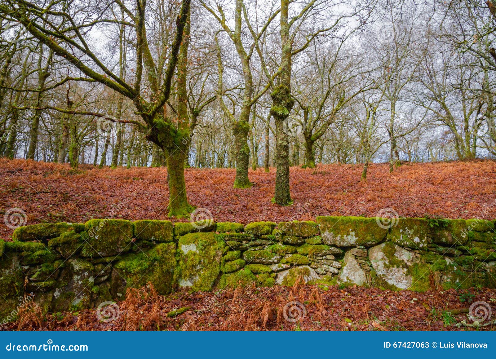 Stone wall and oak forest stock image. Image of forest - 67427063