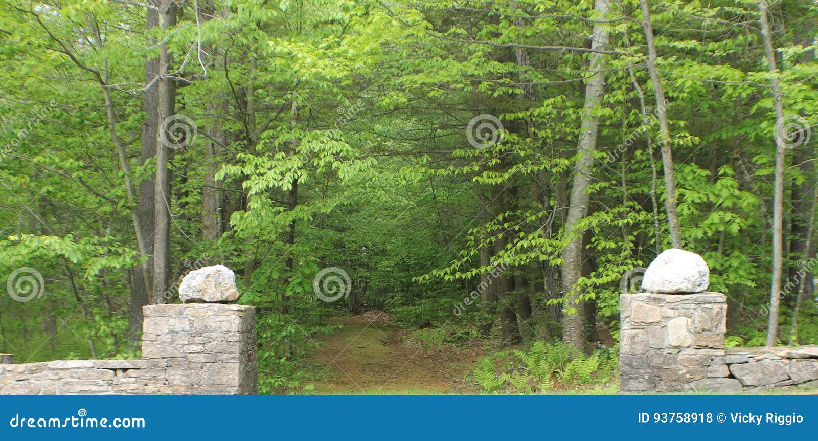 Stone Wall Opening To Path in Woods Stock Photo - Image of outdoors ...