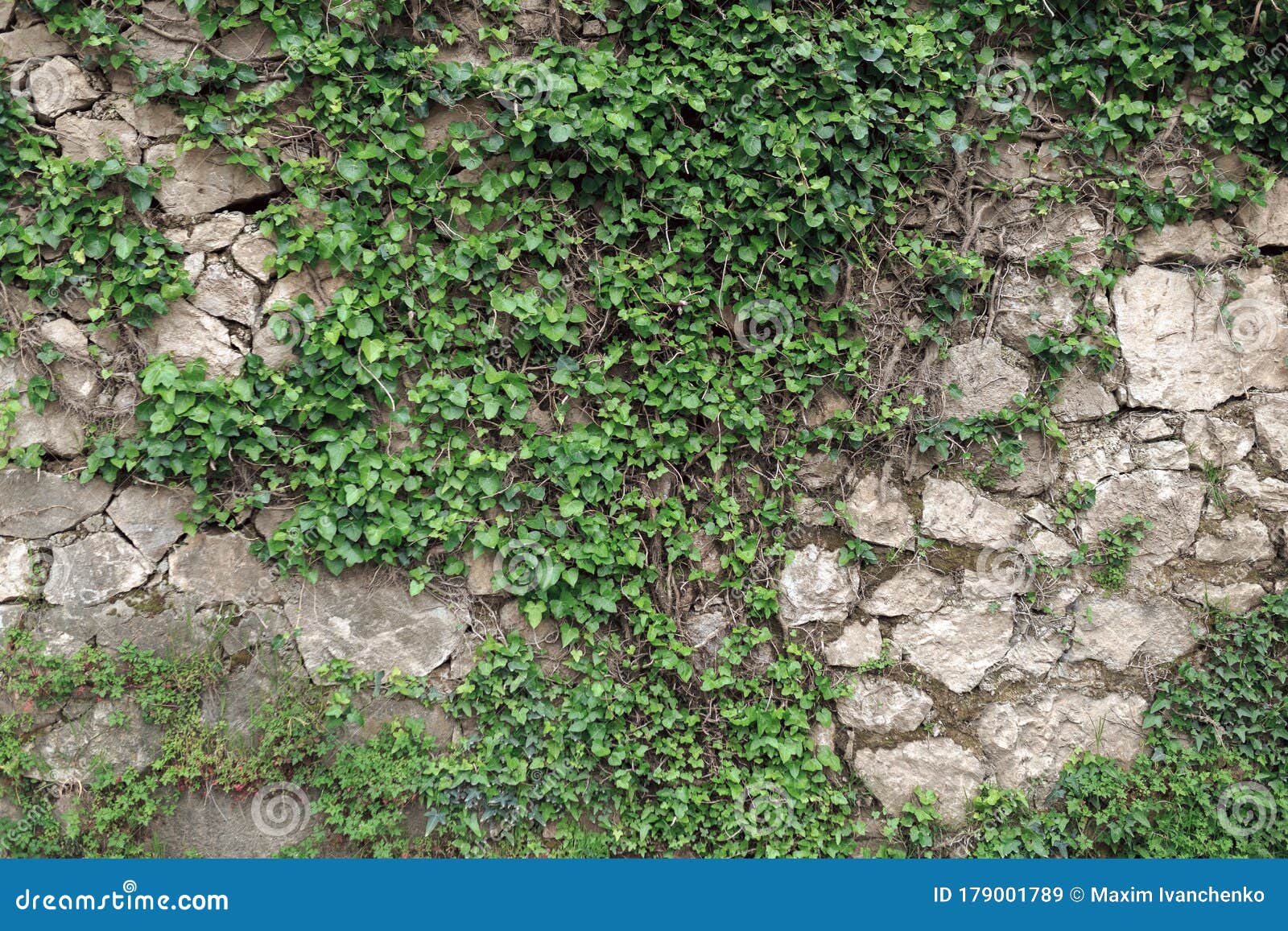 Stone Wall Overgrown with Ivy Stock Image - Image of spring, textured ...