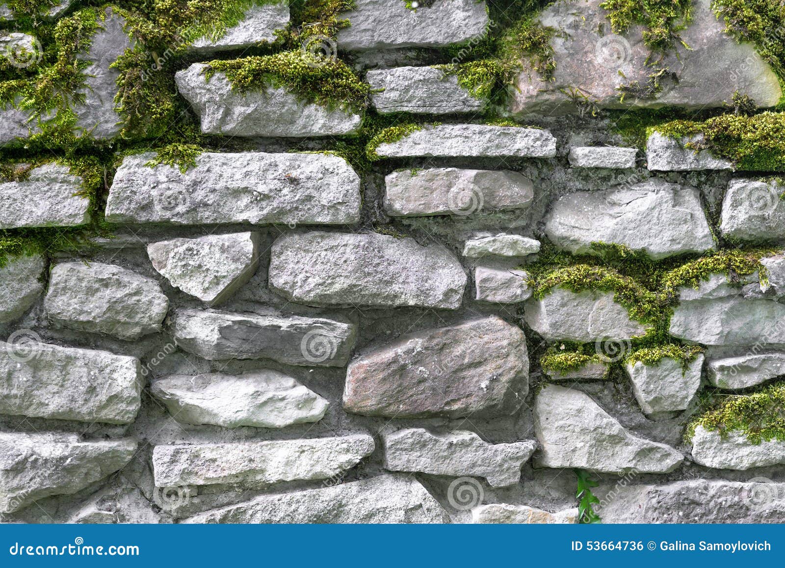 Stone Wall Overgrown with Ivy. Stock Photo - Image of building ...
