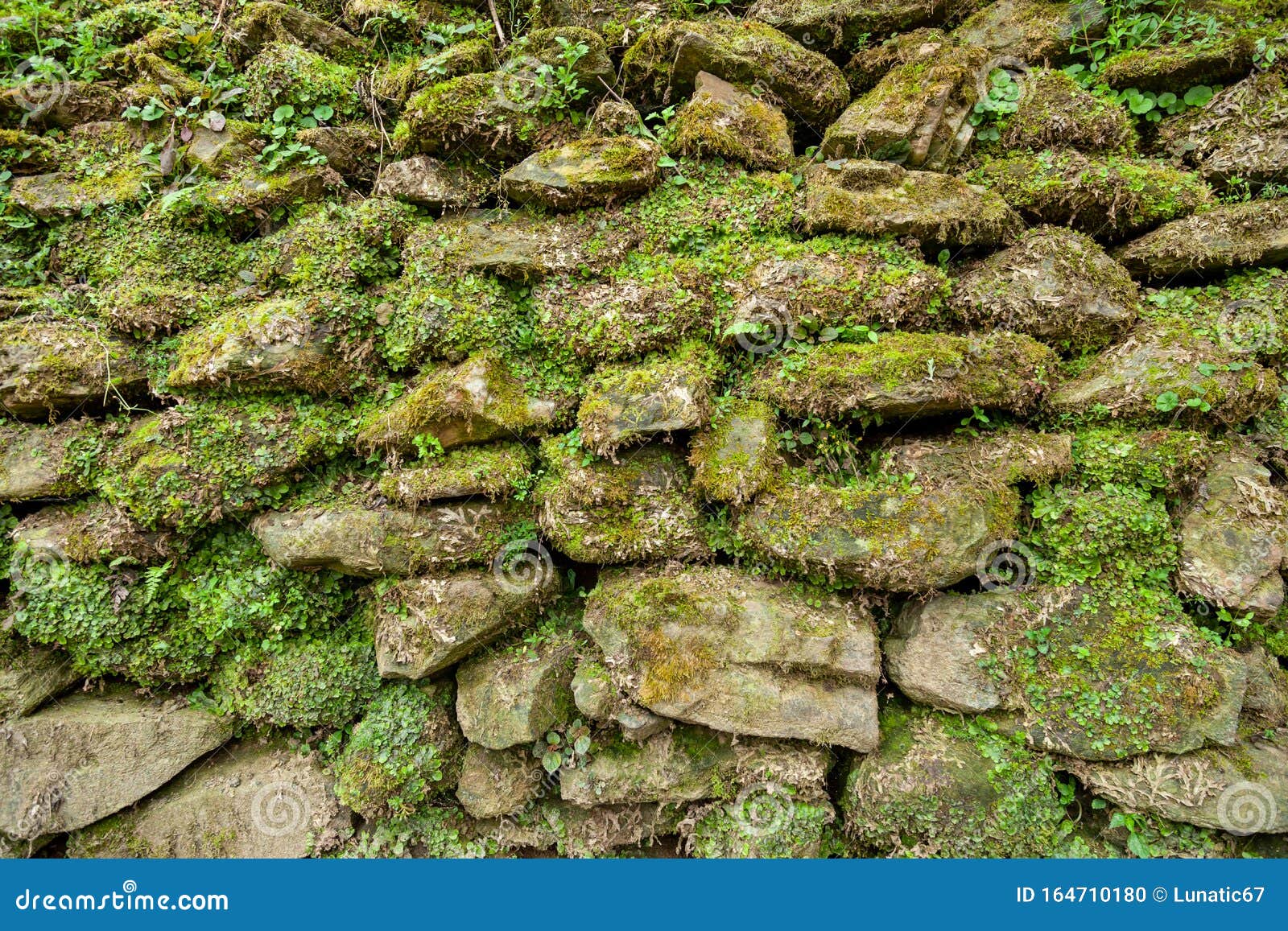 Stone wall with moss. stock photo. Image of natural - 164710180