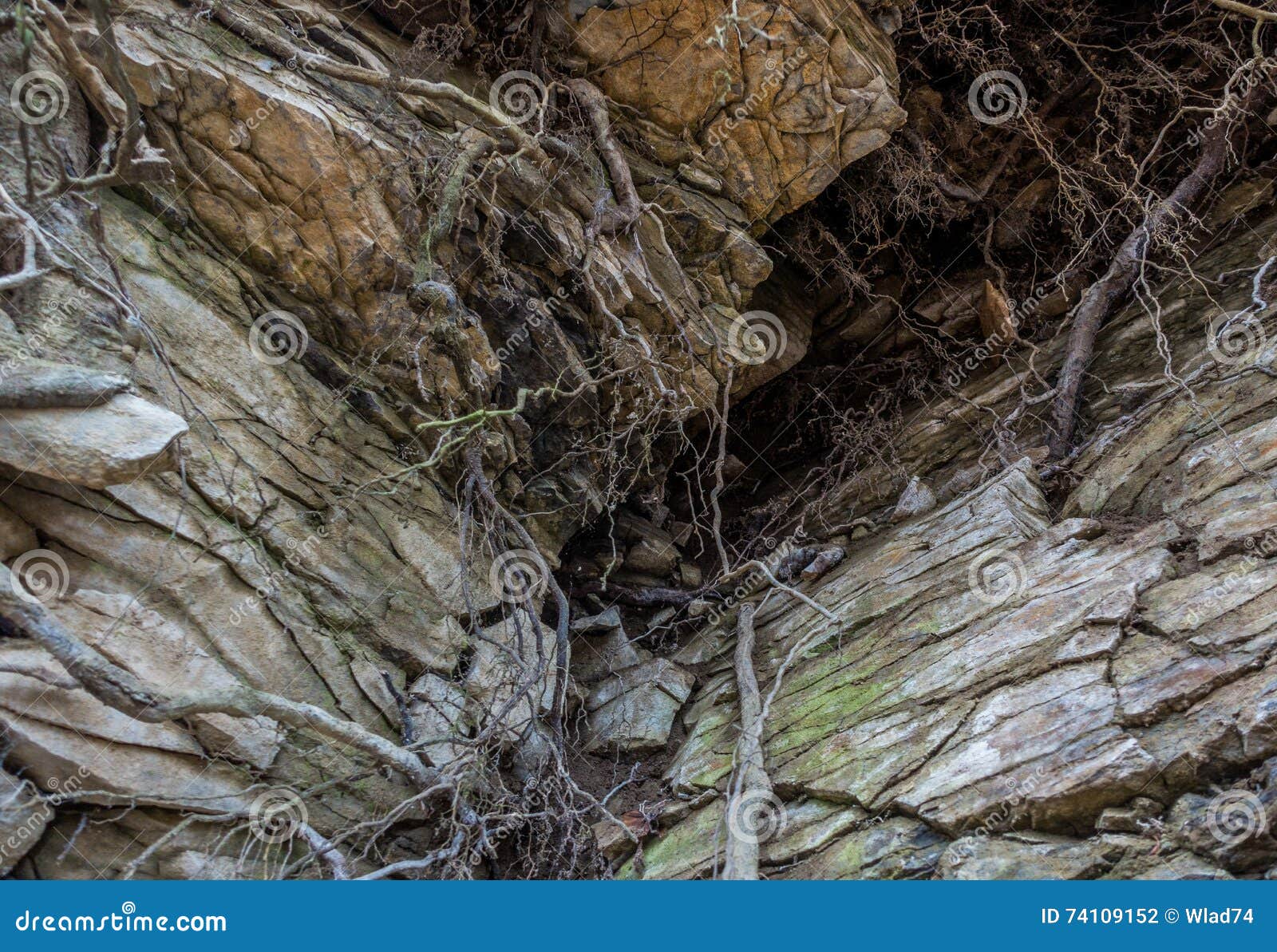 Stone Wall of Rock with Cracks Tree Roots Stock Photo - Image of ...