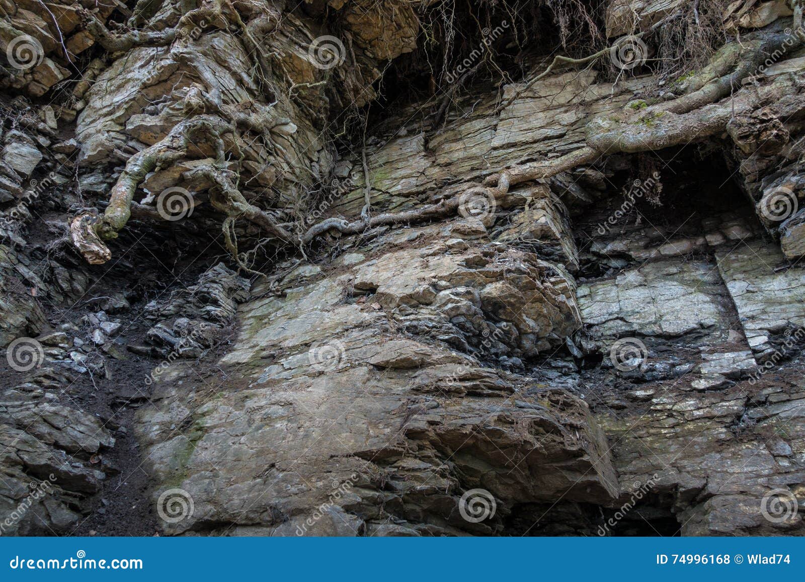 Stone Wall of Rock with Cracks Tree Roots Stock Photo - Image of stone ...