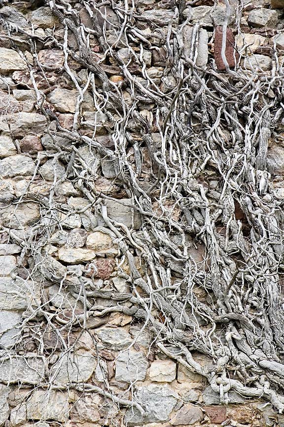 Stone wall and roots stock photo. Image of decline, nature - 2630182