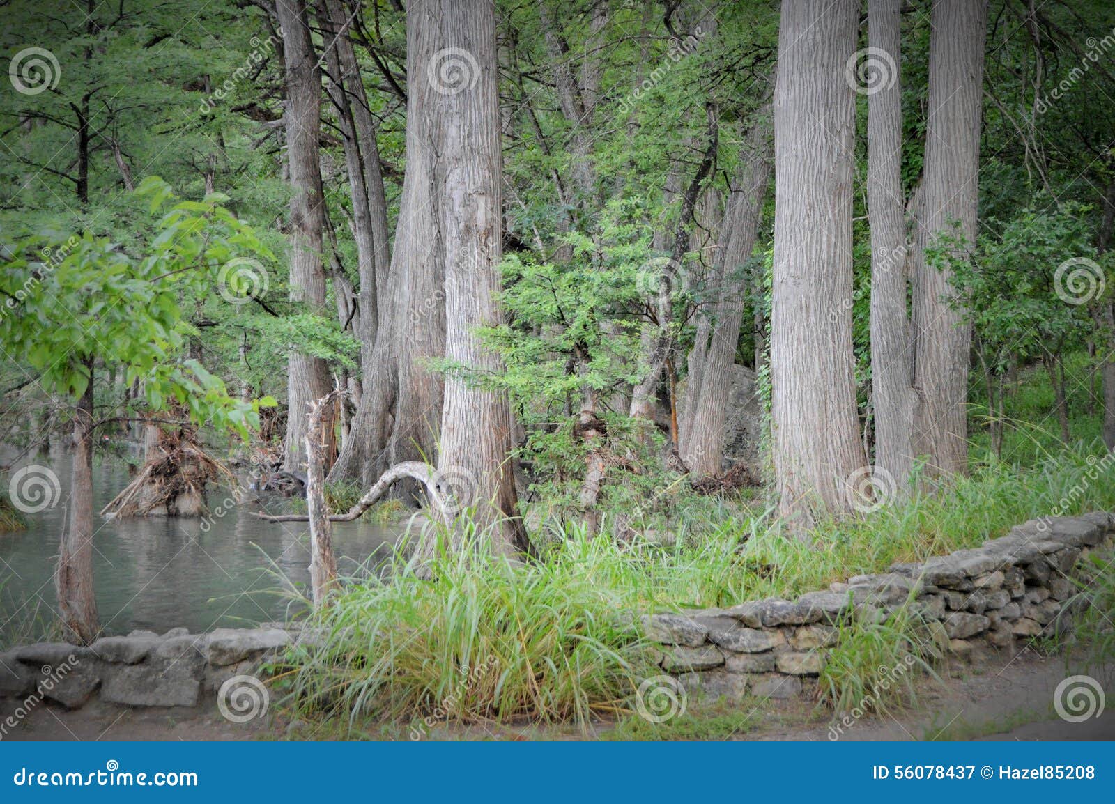 Stone Wall Surrounding Trees Stock Image - Image of rocks, scenery ...