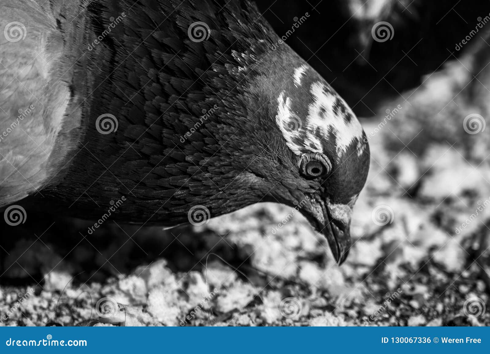 Pigeon beak close up stock photo. Image of give, feeding - 130067336