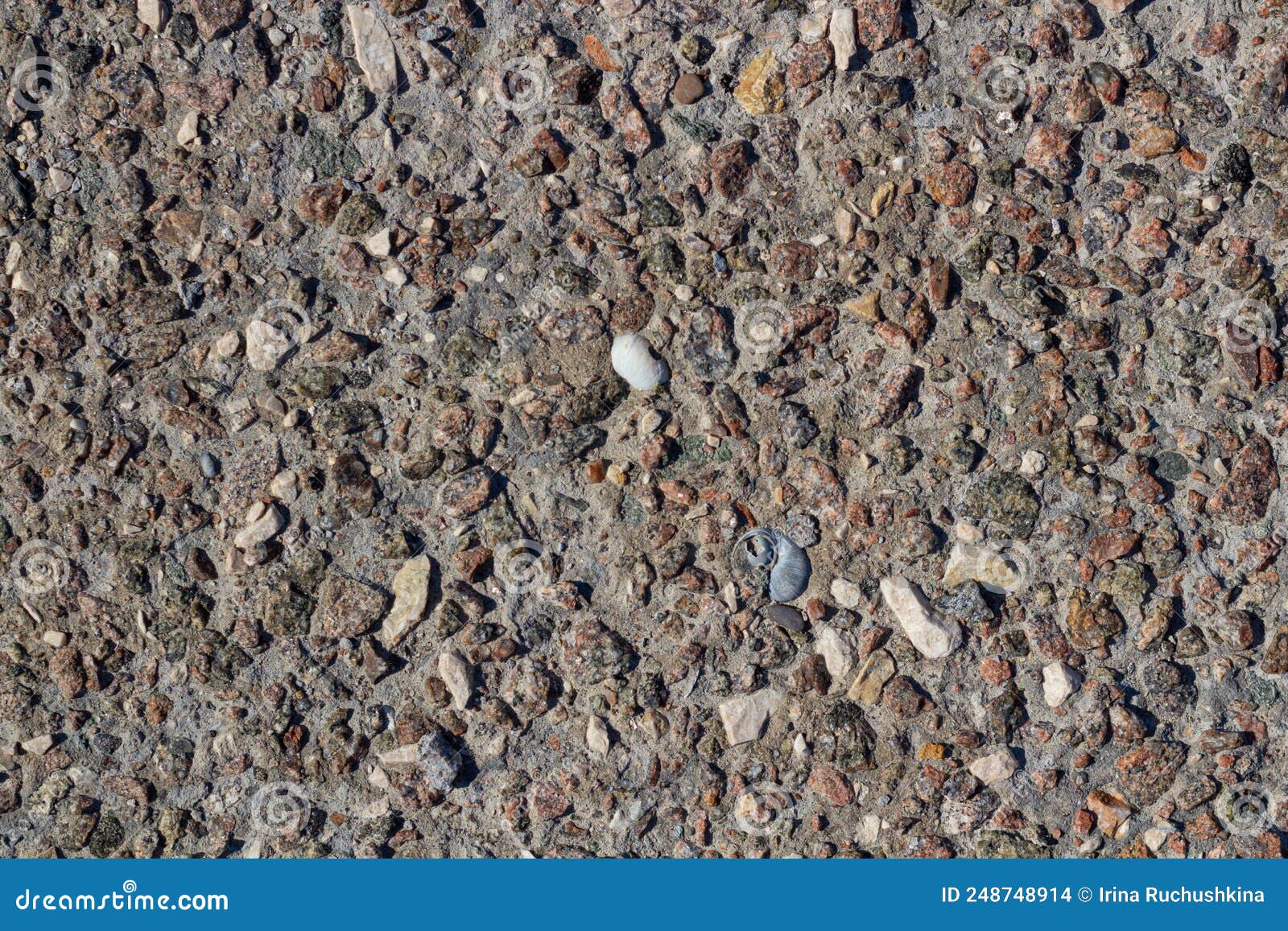 Stone Wall Texture. Pieces of Shells Stick Out of the Stone. Textured ...