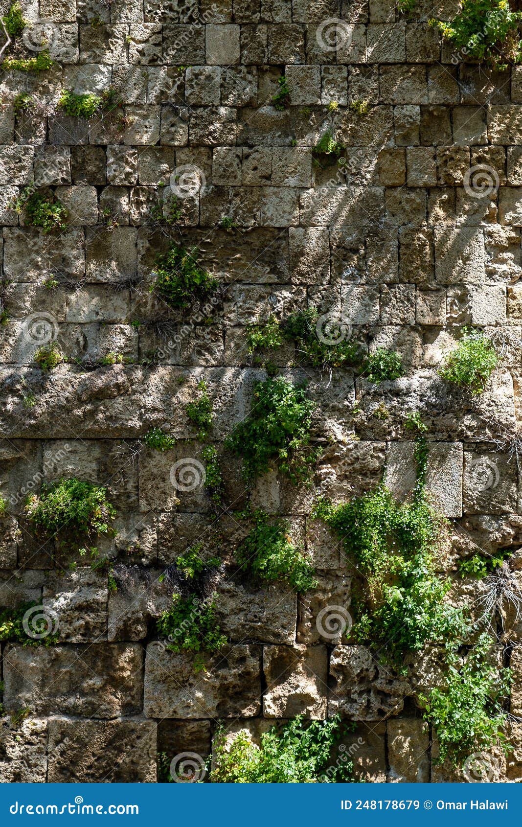 Stone Wall that through Time Plants Grow Over it Stock Image - Image of ...