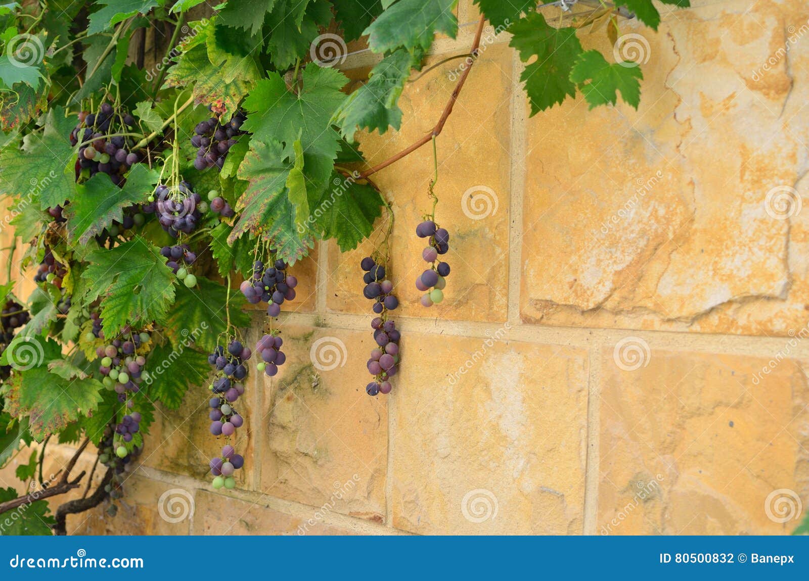 Stone Wall with Vine and Grape Stock Photo - Image of grapevines ...