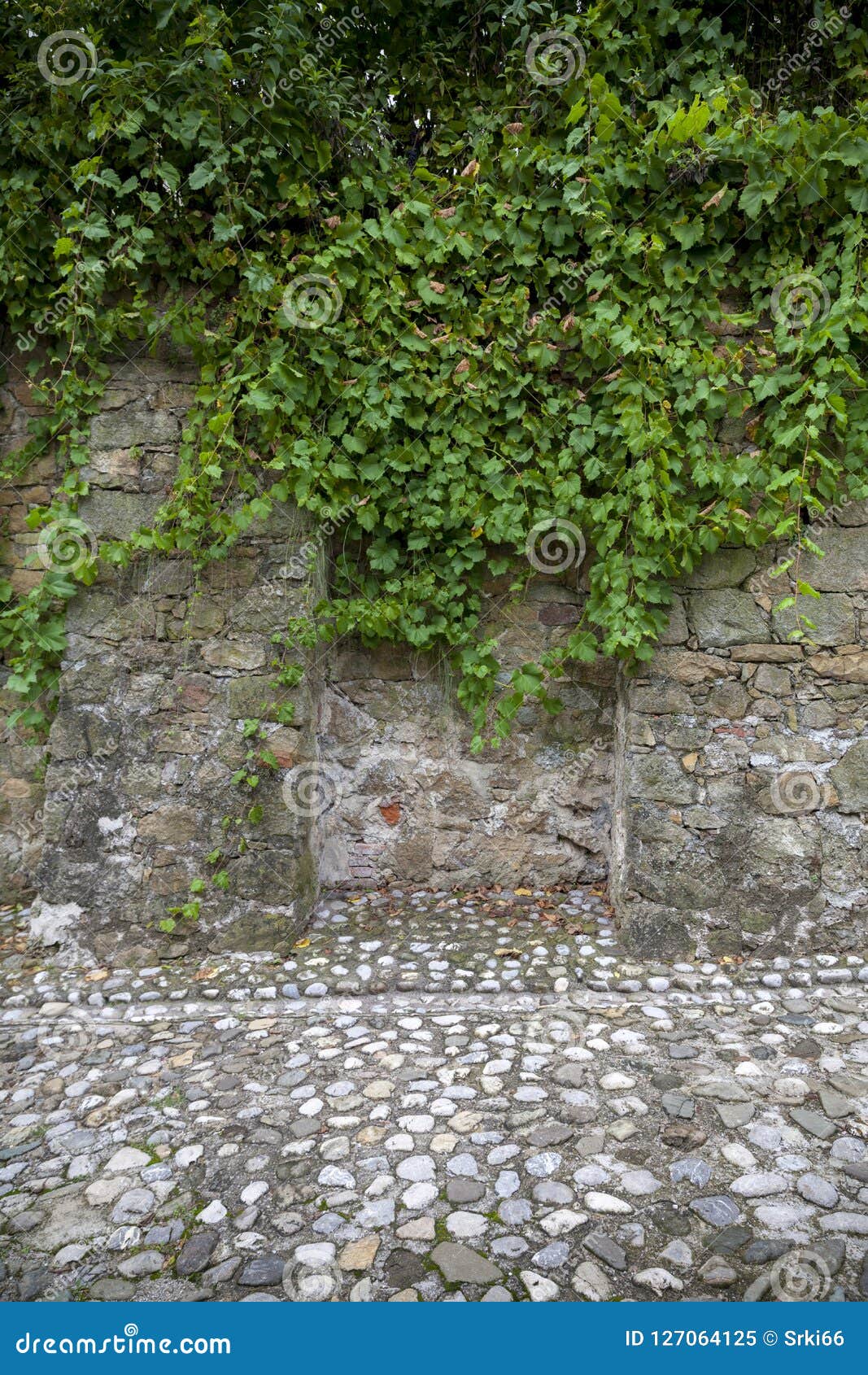 Wall With Vines Royalty-Free Stock Image | CartoonDealer.com #70723858