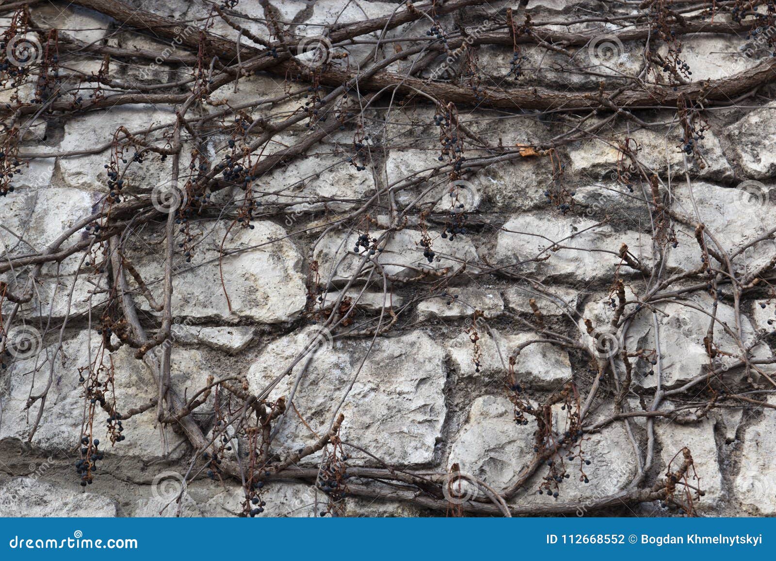 Stone Wall with Withered Vine Stock Photo - Image of branch, garden ...