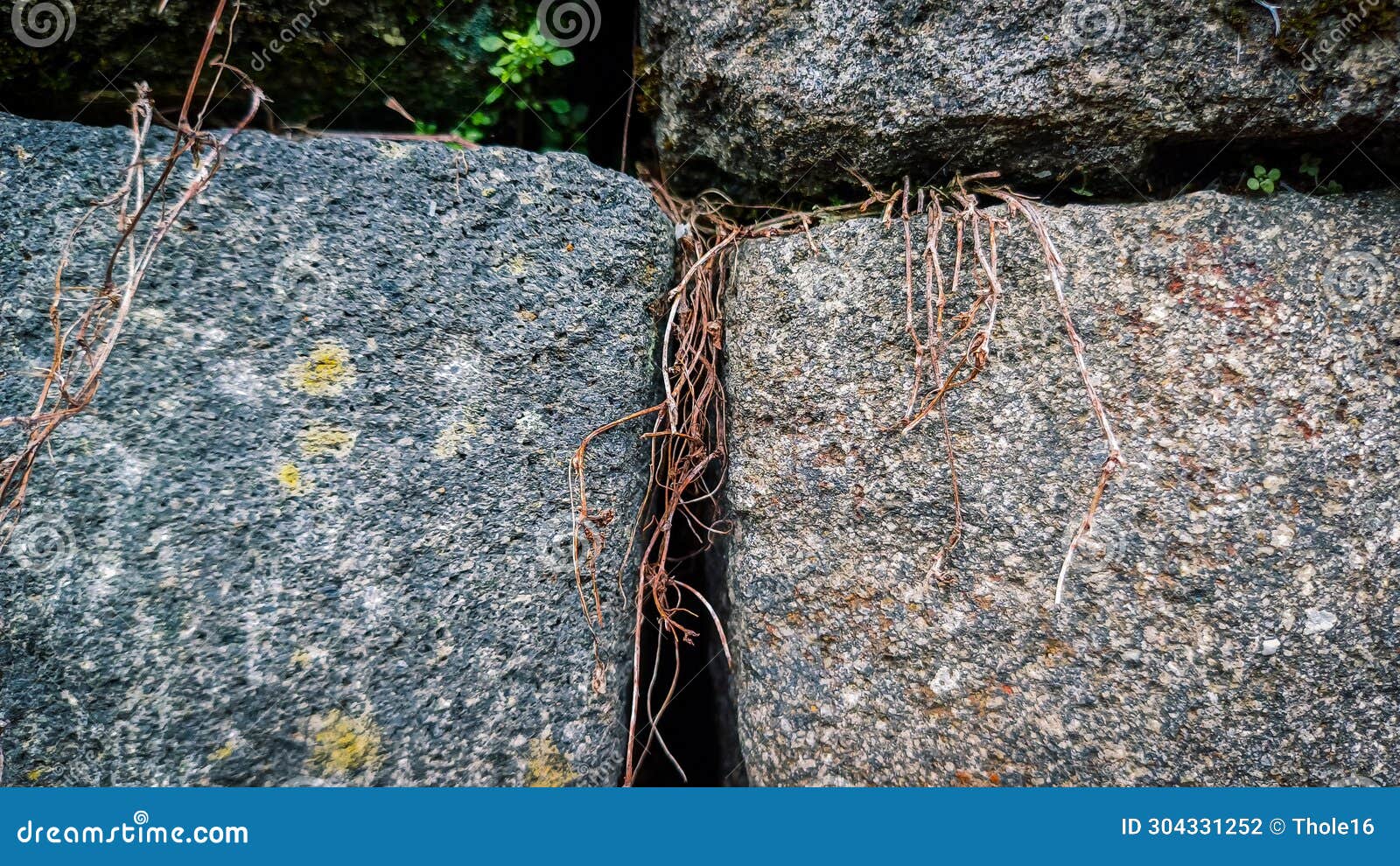 Stone Walls with Tree Roots Sticking Out Stock Photo - Image of ...