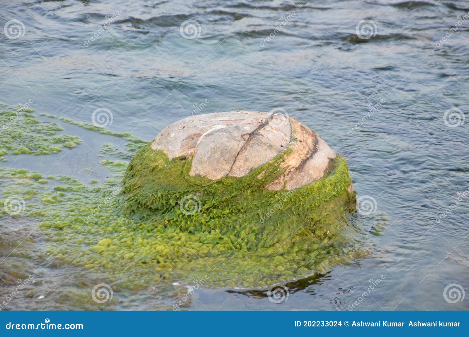 Stone in the Water Nadaun H.P India Stock Photo - Image of green ...