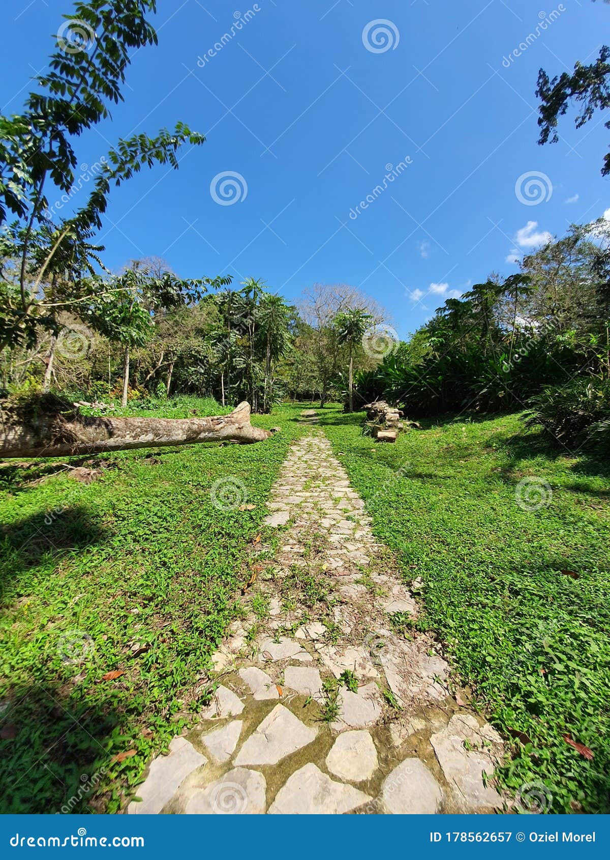 Stone way in the park stock image. Image of flower, water - 178562657