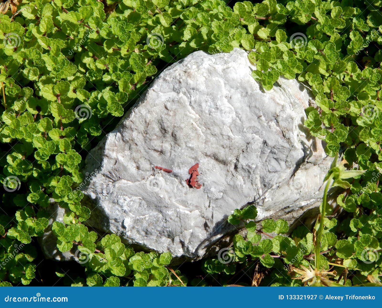 Stone in the Wild, Hard and Cold Stock Image - Image of growth, tree ...