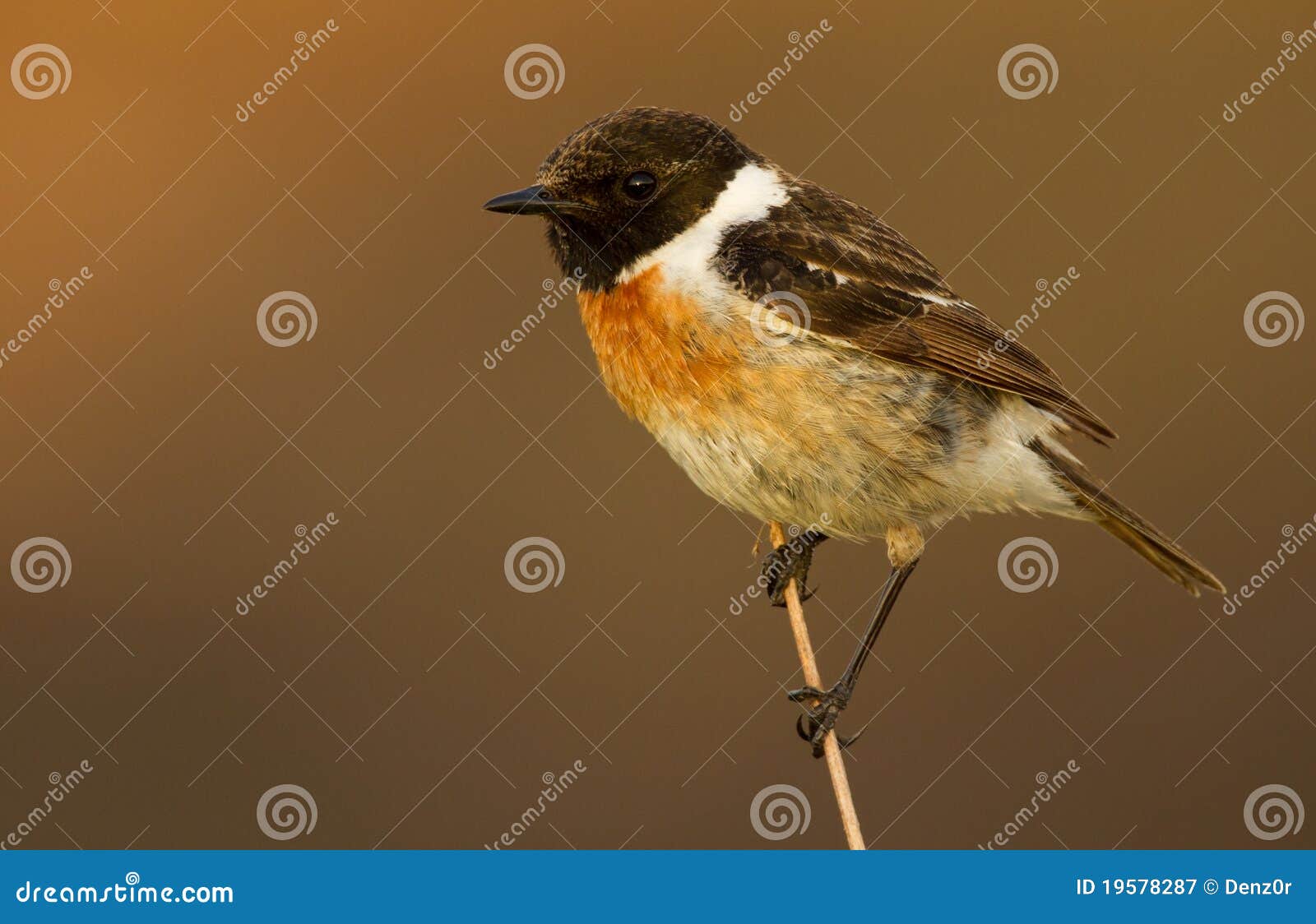 Stonechat stock image. Image of bream, stonechat, feathers - 19578287
