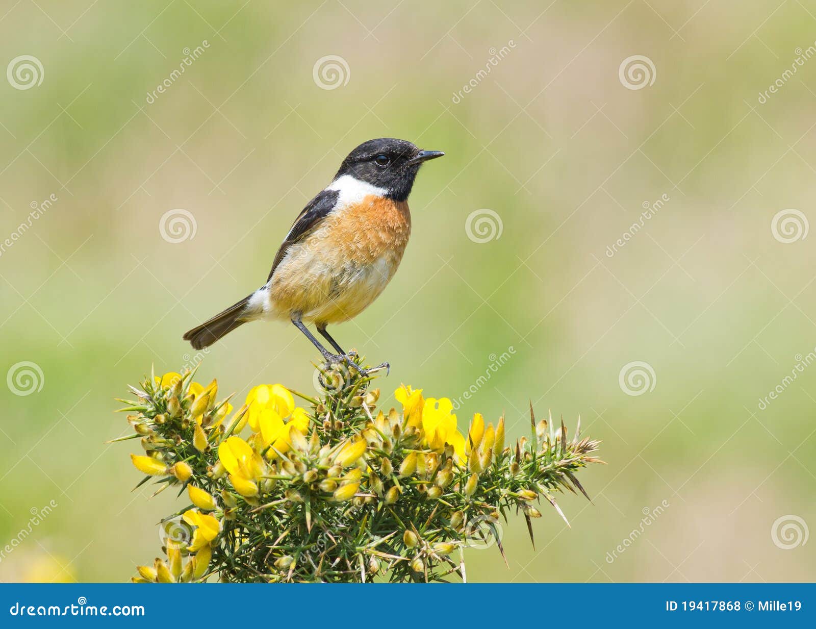 Stonechat (Saxicola Rubicola) Stock Photo - Image of wildlife, european ...