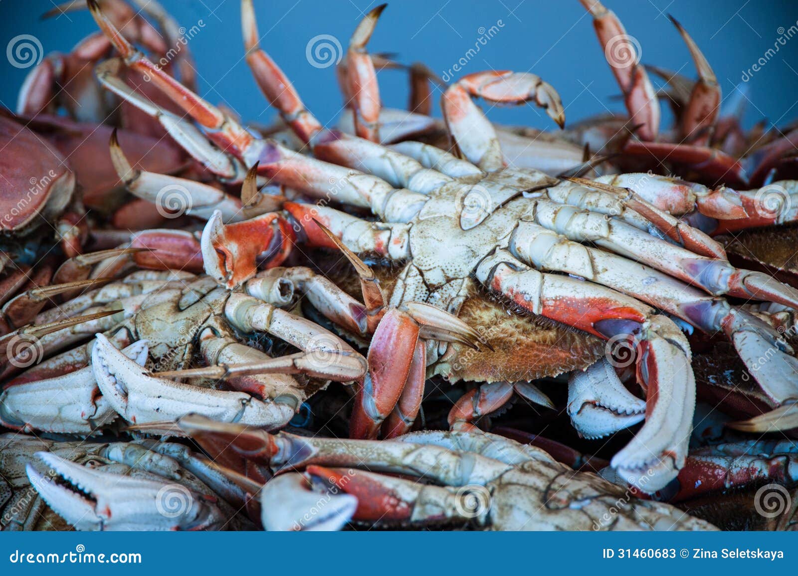 StoneCrab cooked stock image. Image of pile, healthy - 31460683