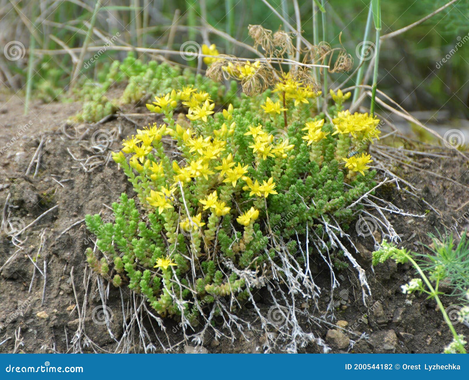 Stonecrop Sedum Acre Grows in the Wild Stock Photo - Image of blooming ...
